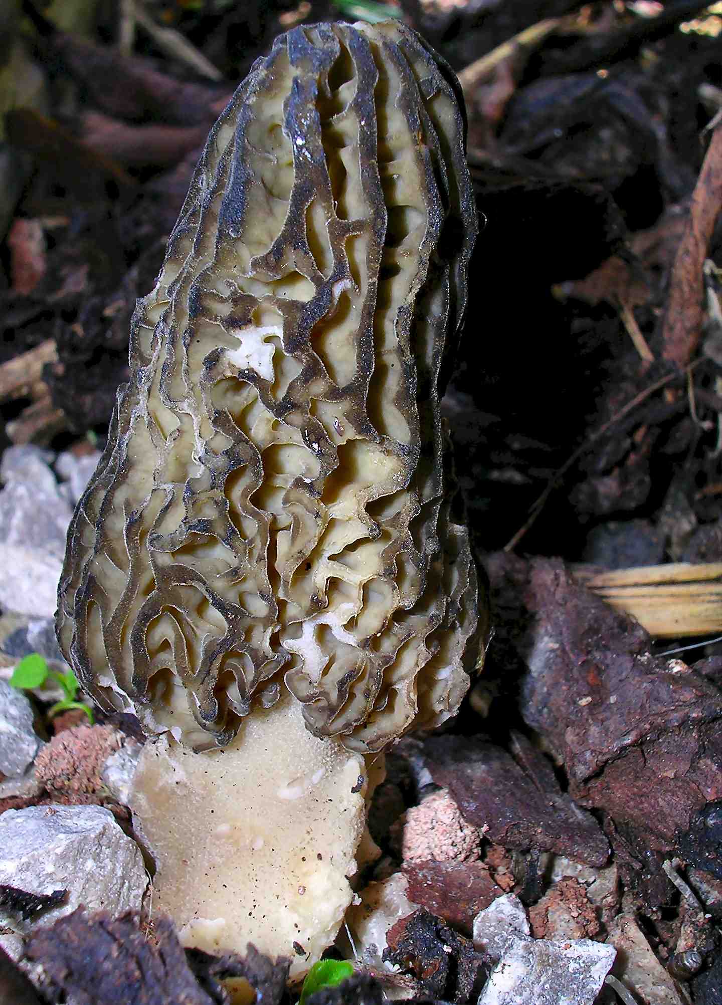 Morchella elata