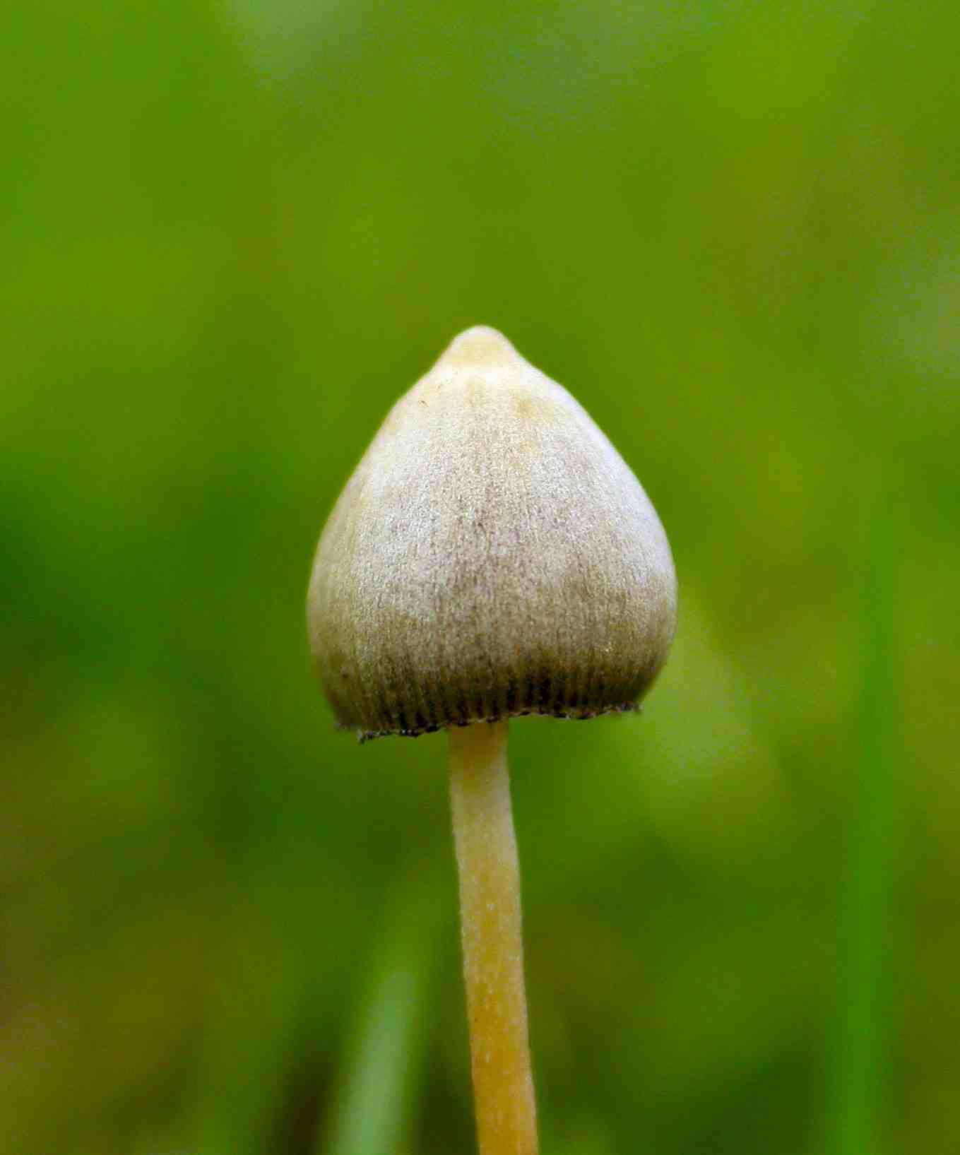 Psilocybe semilanceata