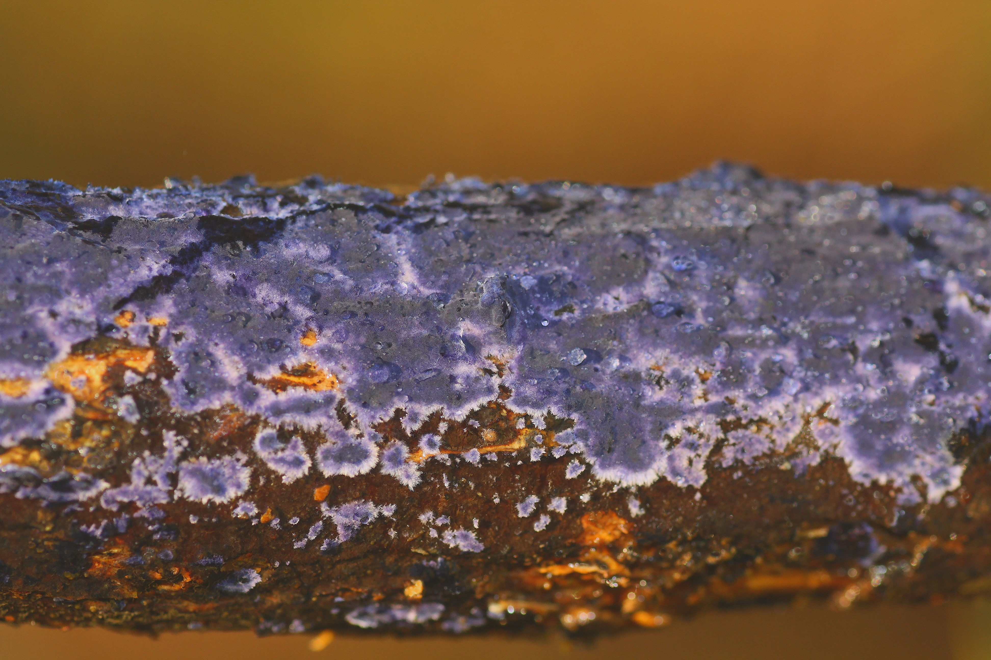 Terana caerulea