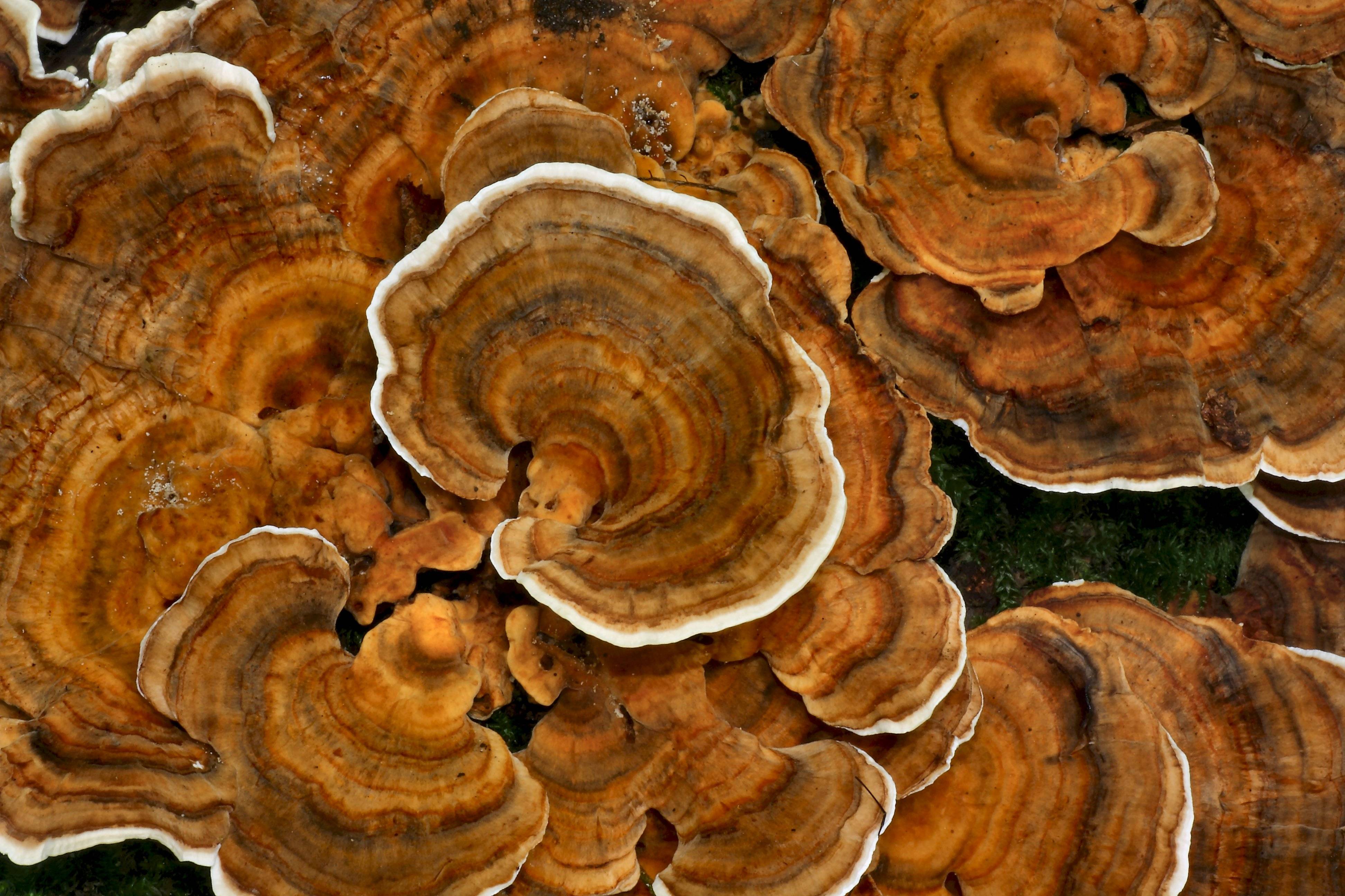 Trametes versicolor