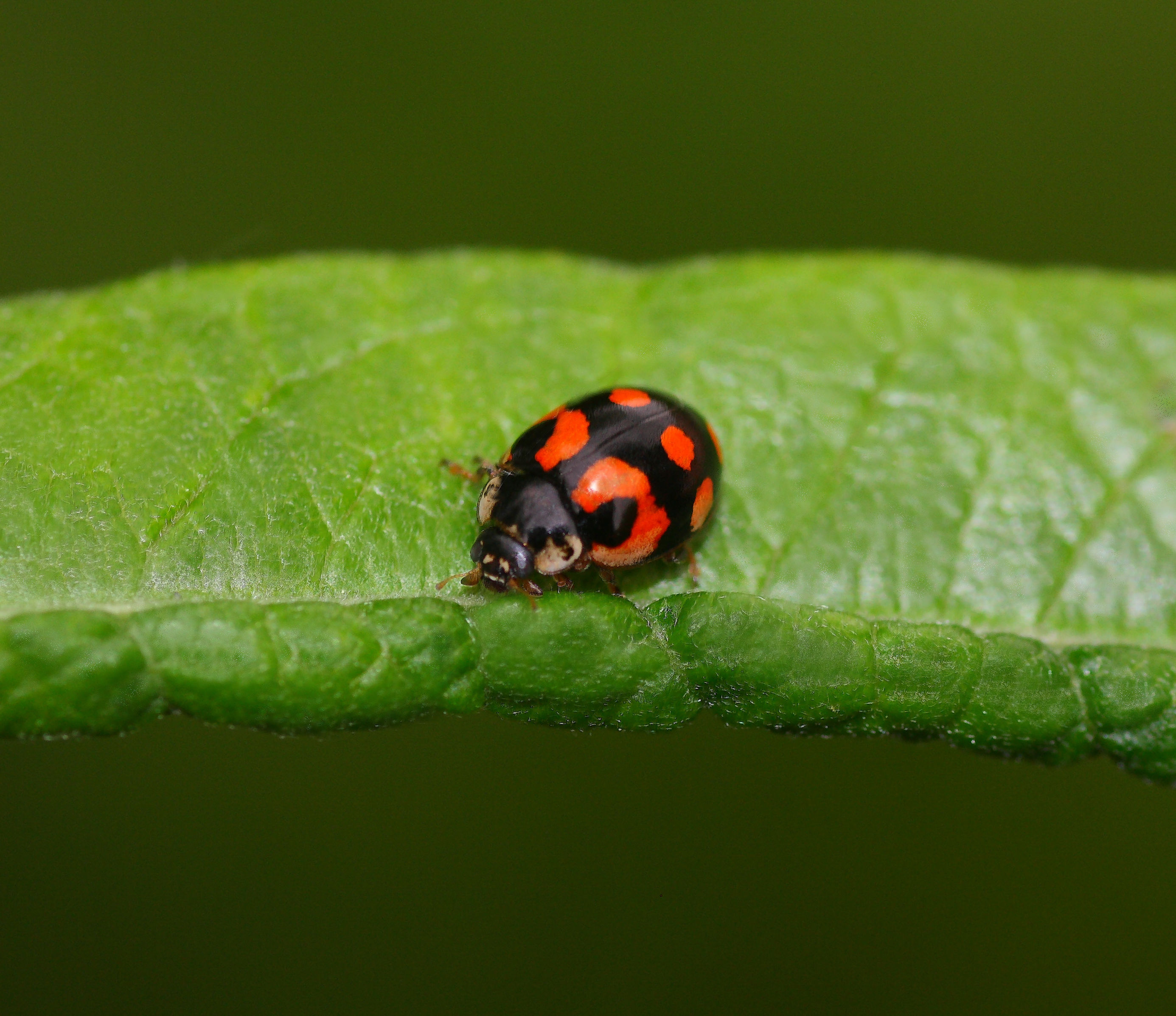 Adalia decempunctata