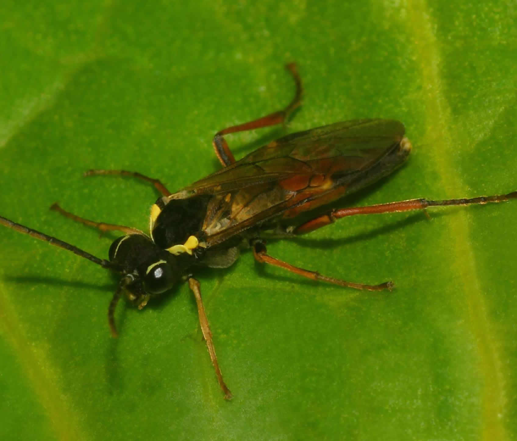 Insect Gallery 5