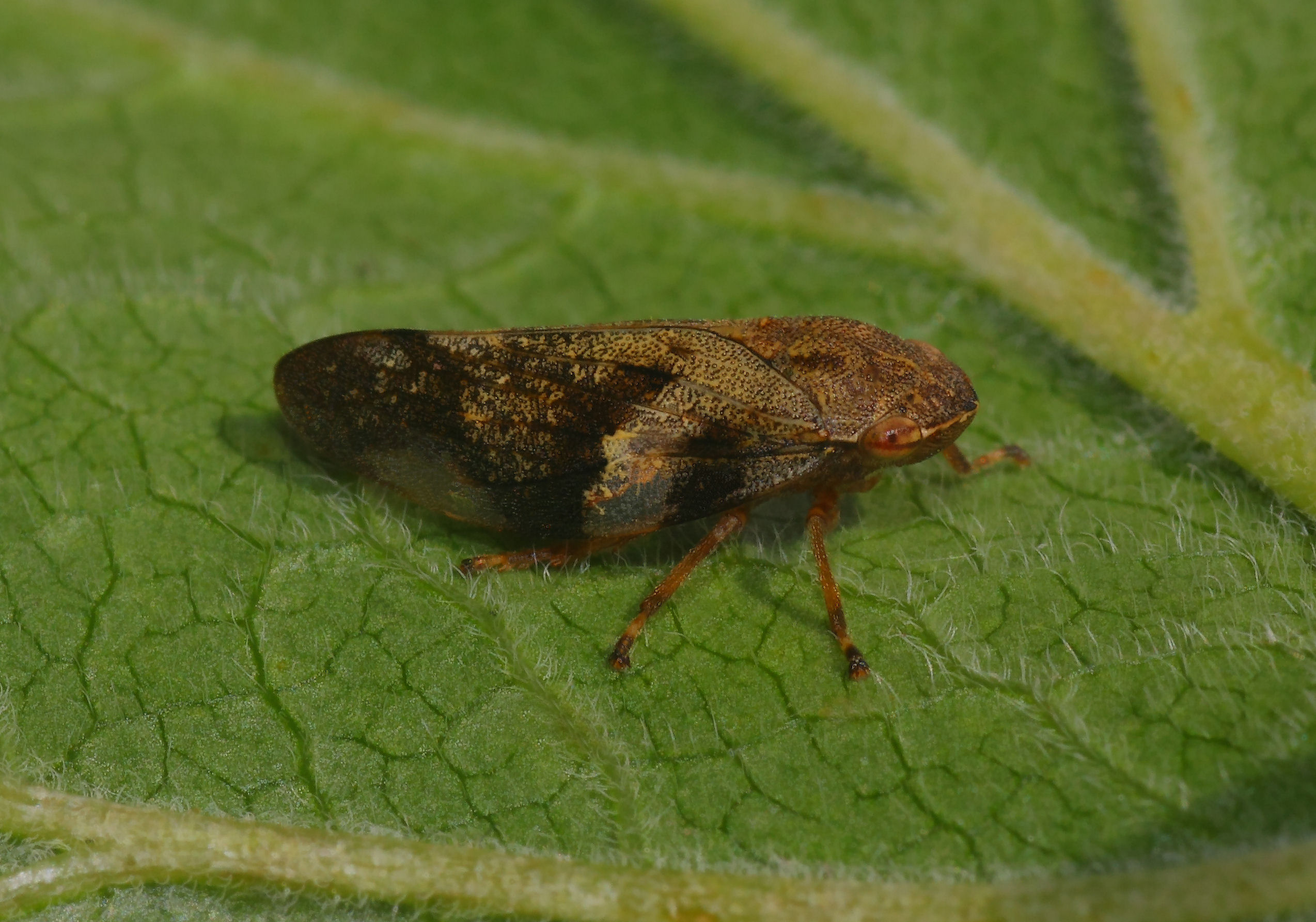 Aphrophora alni