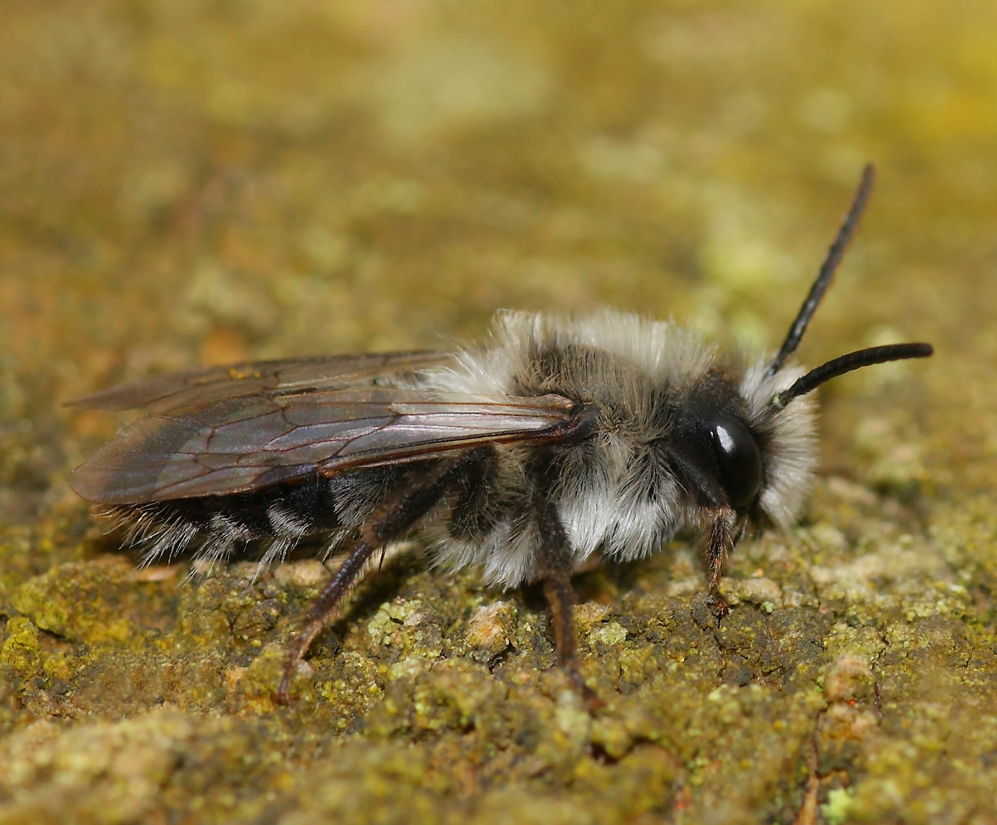 Insect Gallery 4