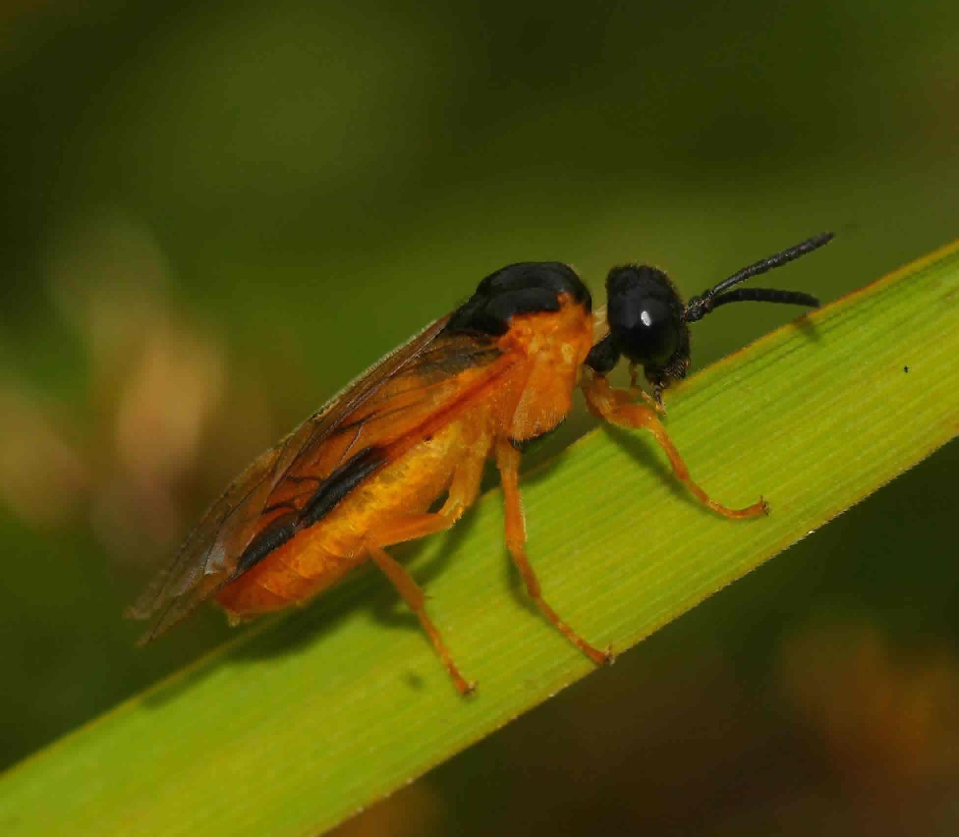 Insect Gallery 5