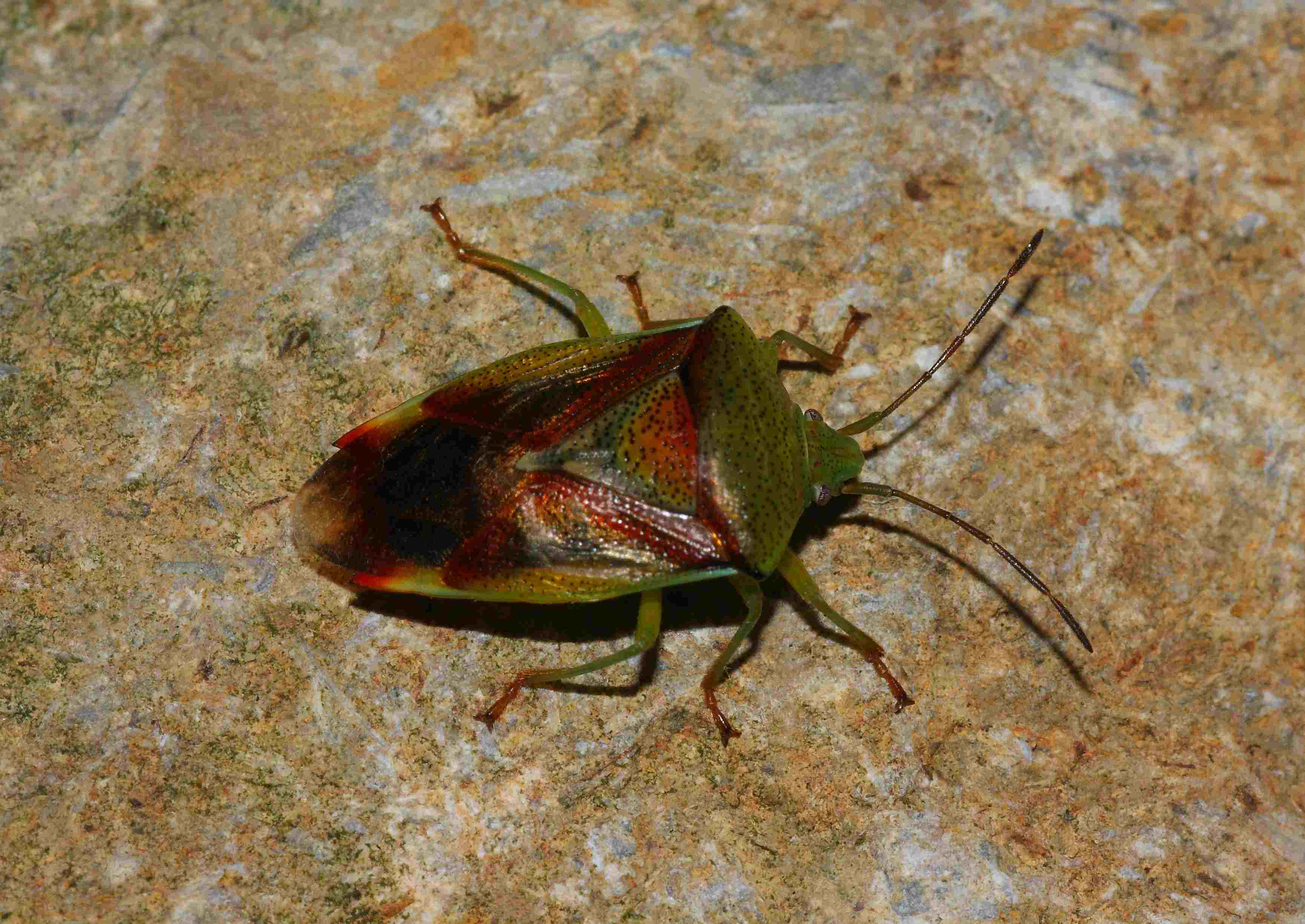 Elasmostethus interstinctus