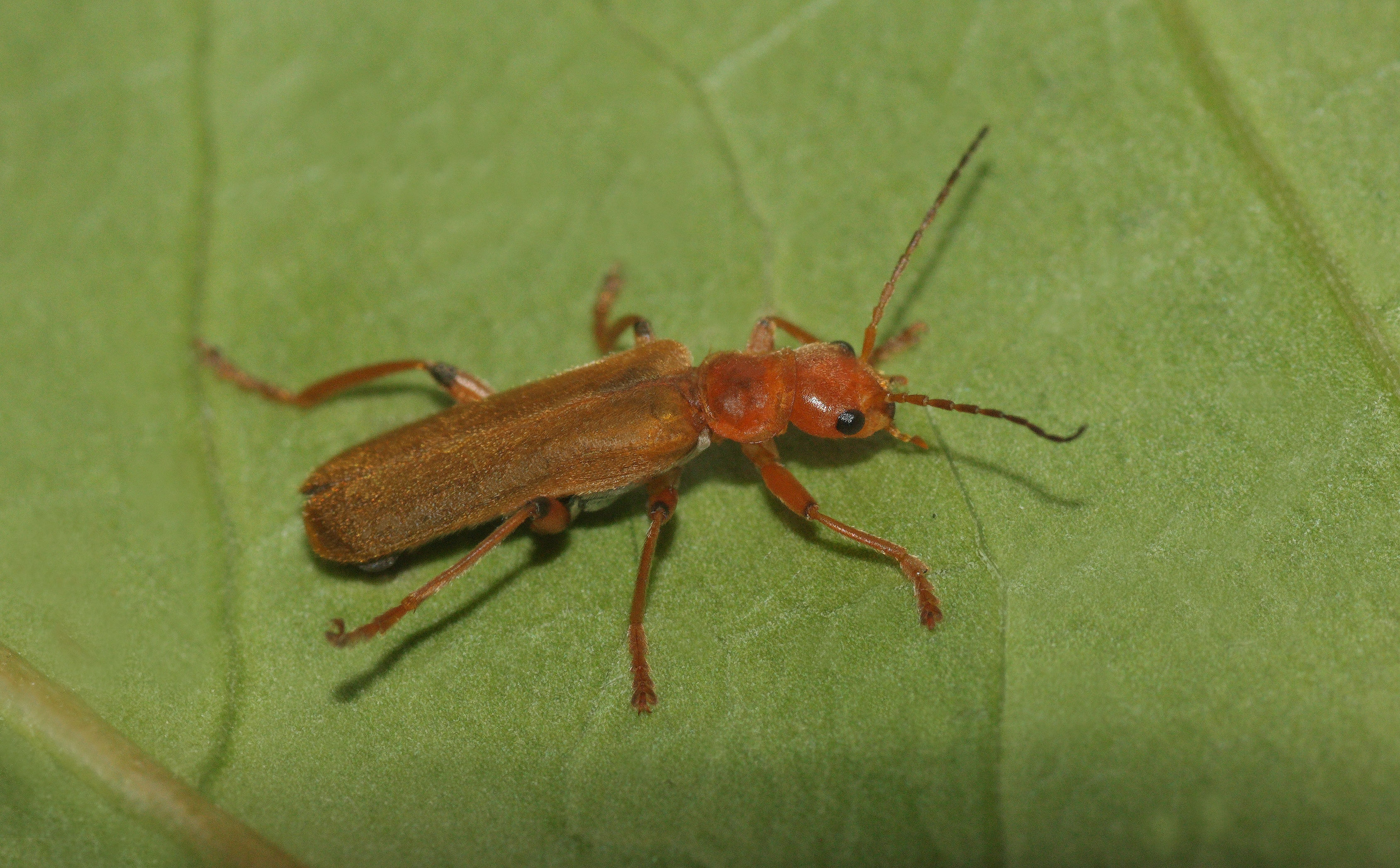 Cantharis cryptica