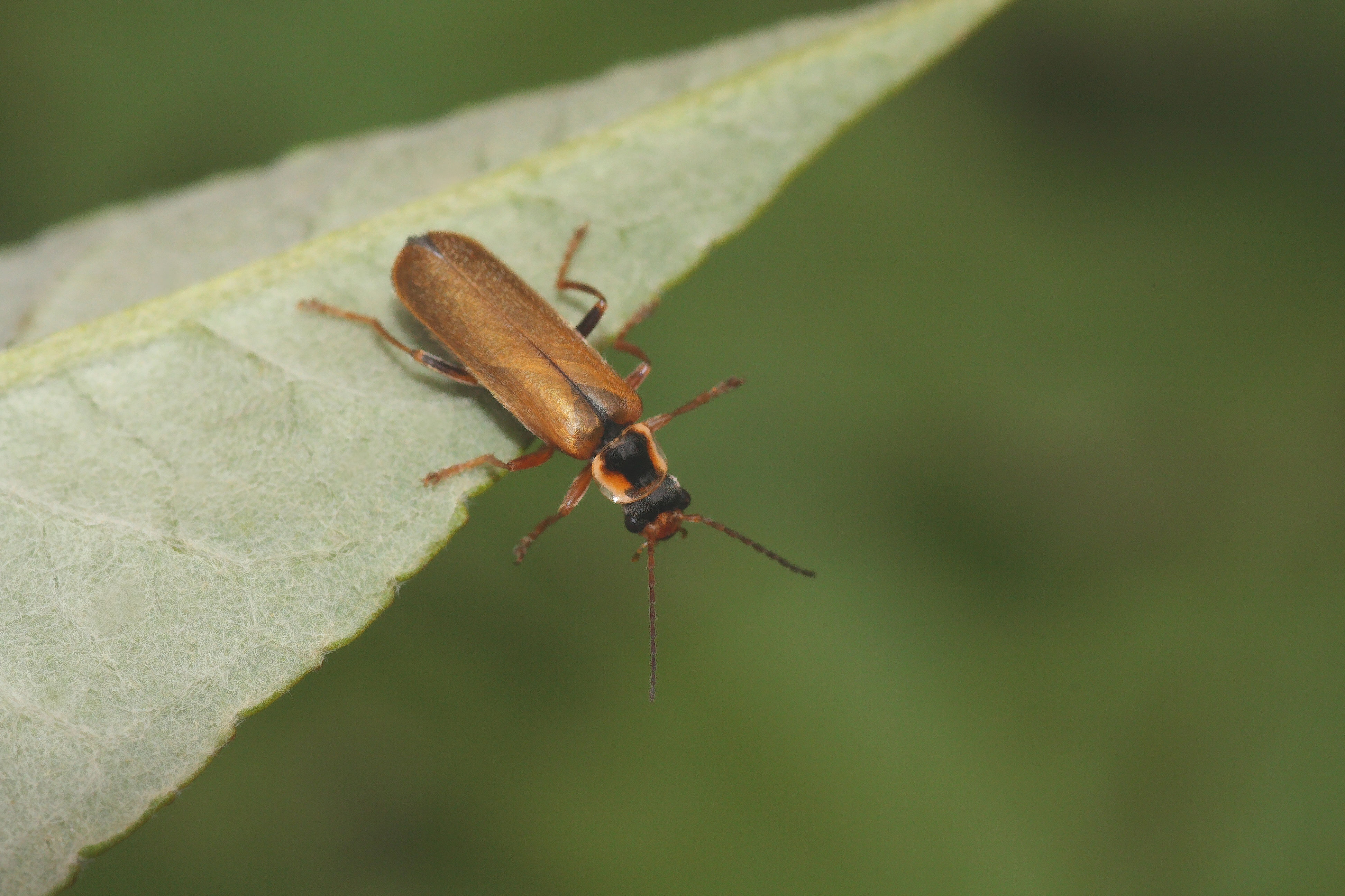 Cantharis decipiens