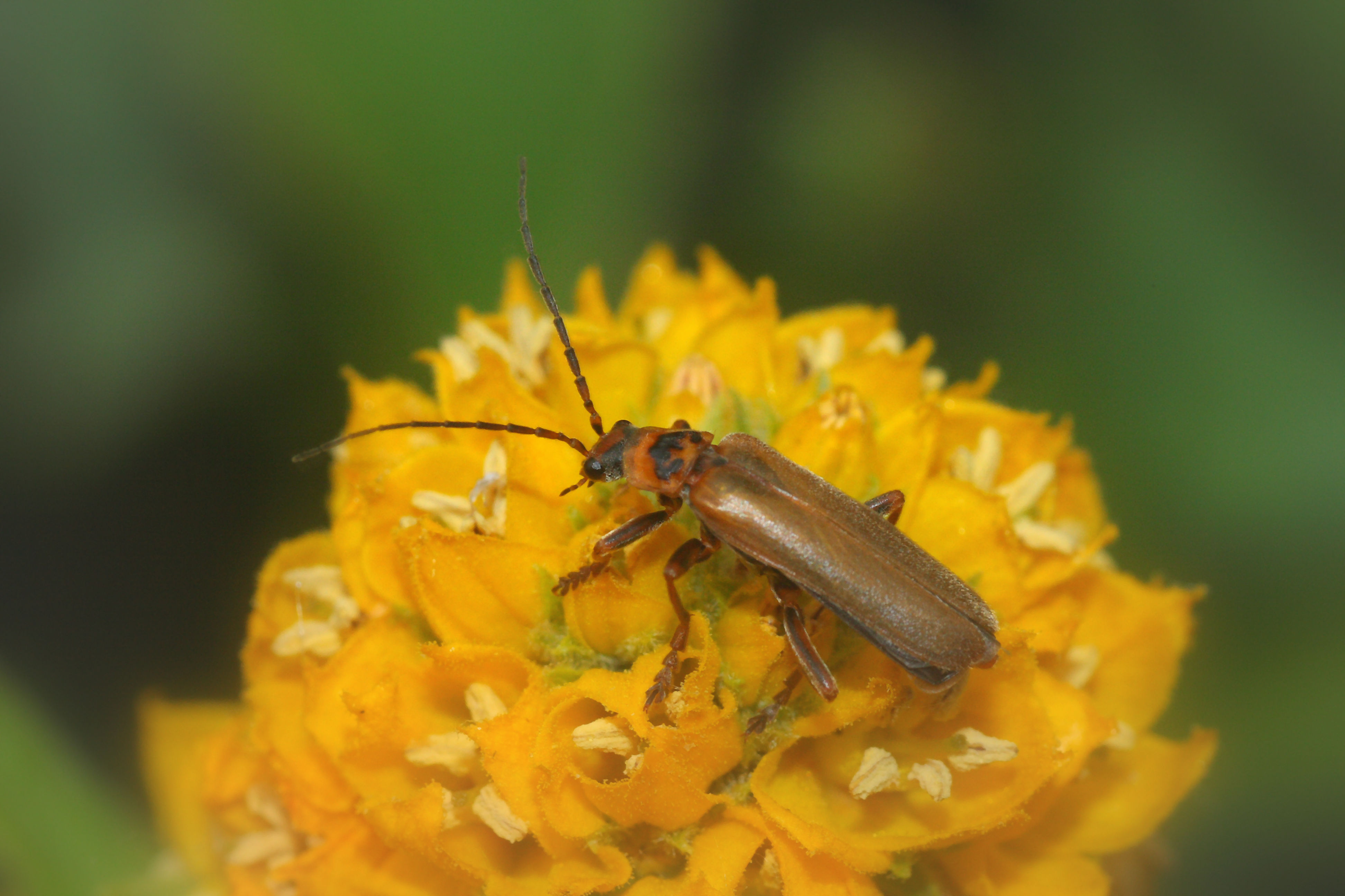 Cantharis figurata