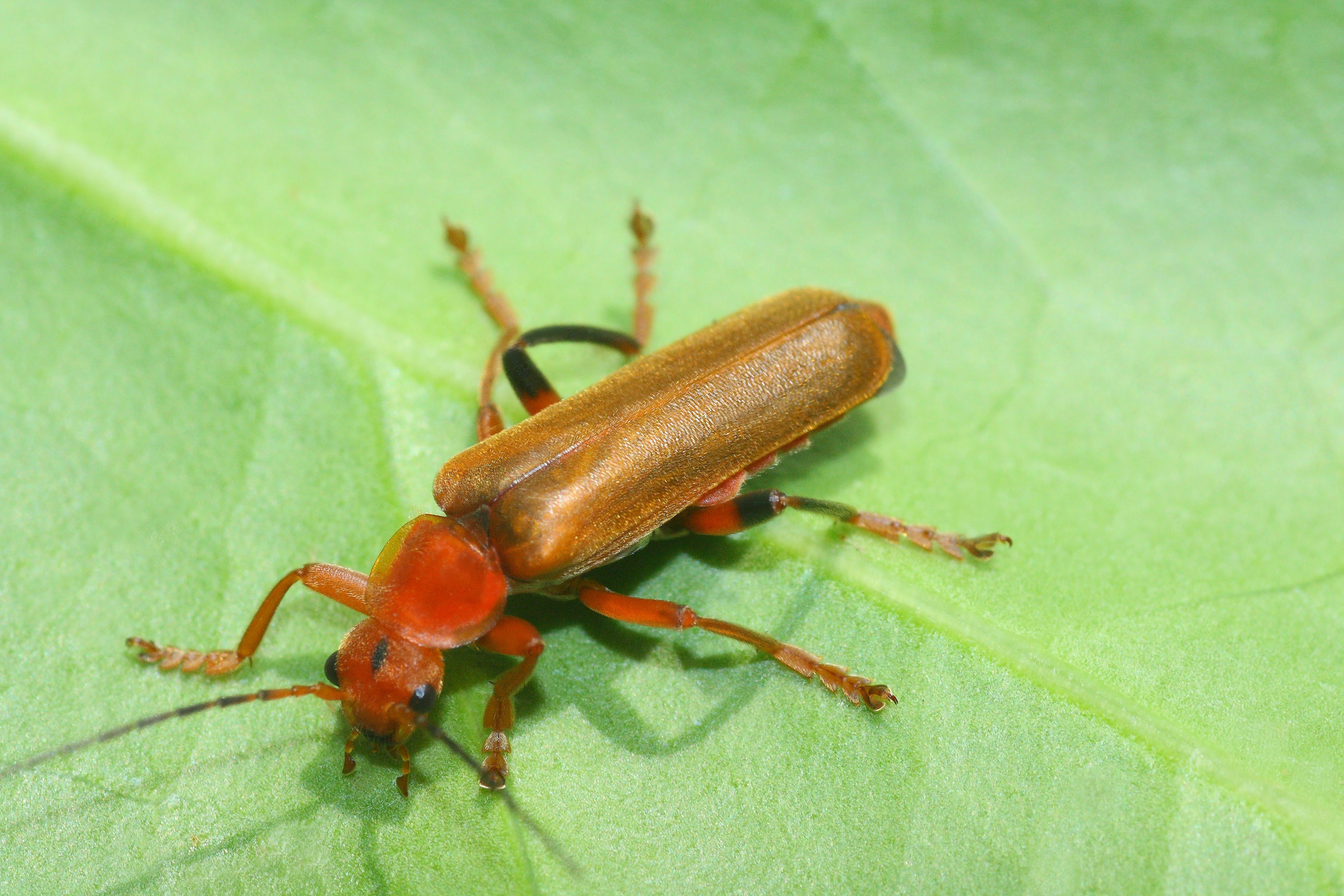 Cantharis livida