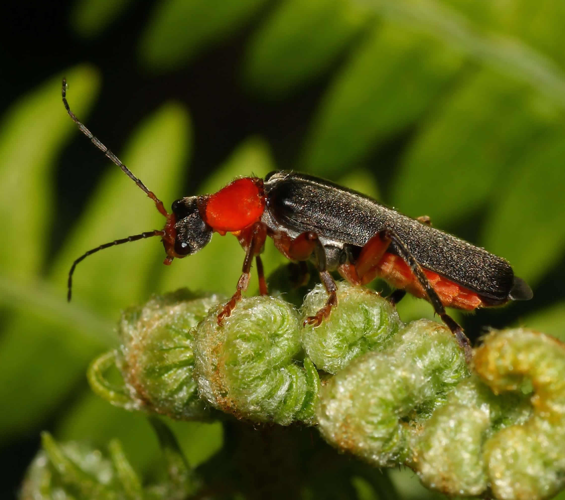 Insect Gallery 3