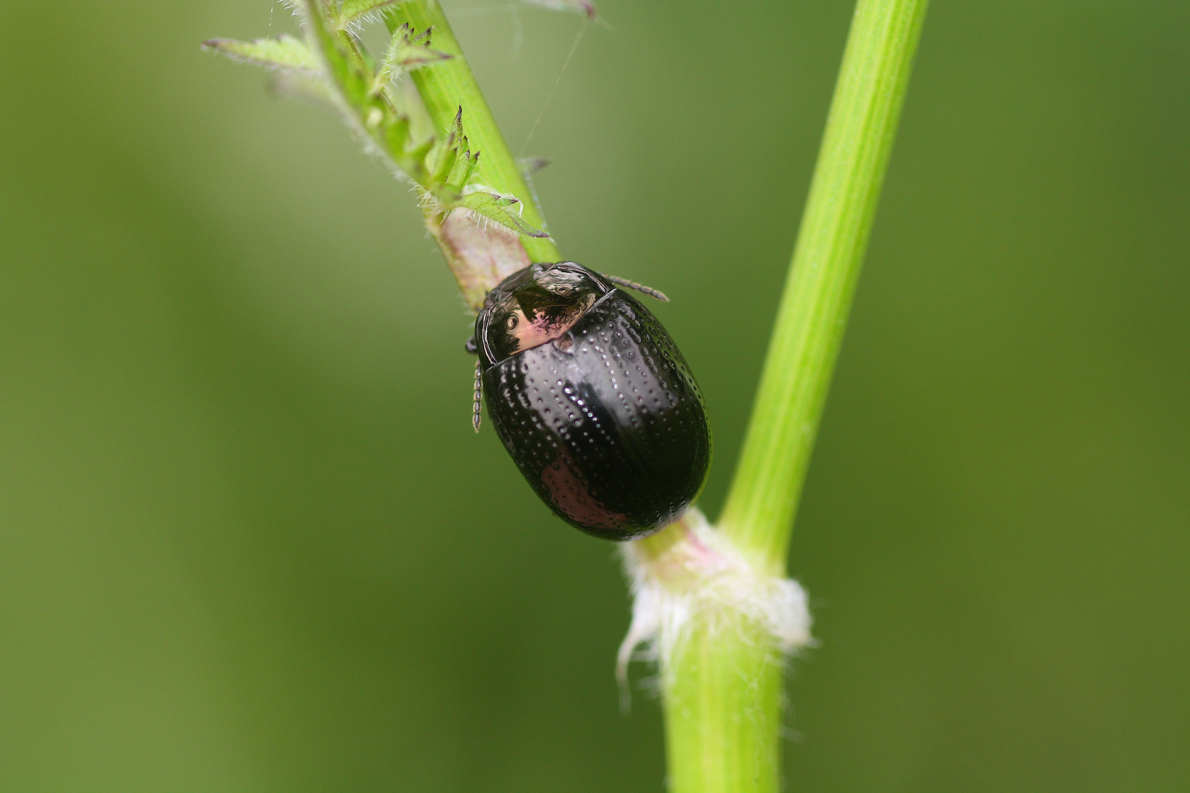 Chrysolina hyperici