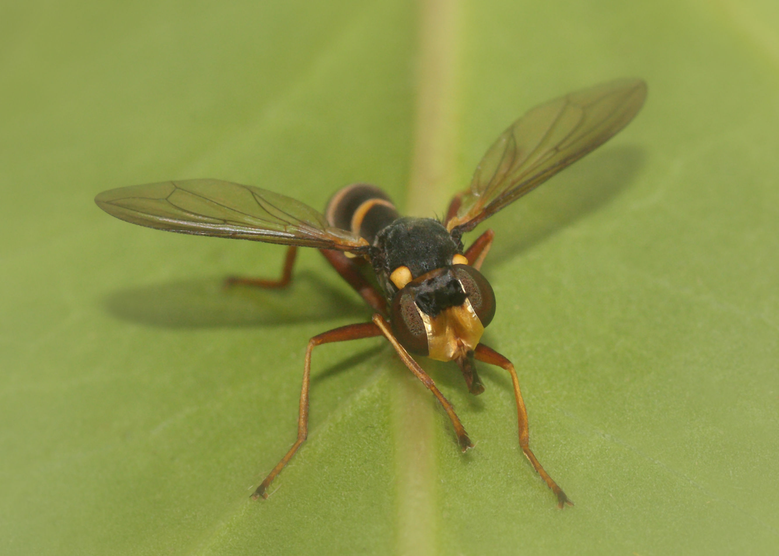 Conops quadrifasciatus