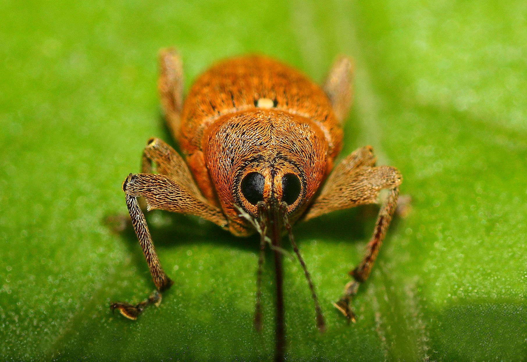 Curculio glandium