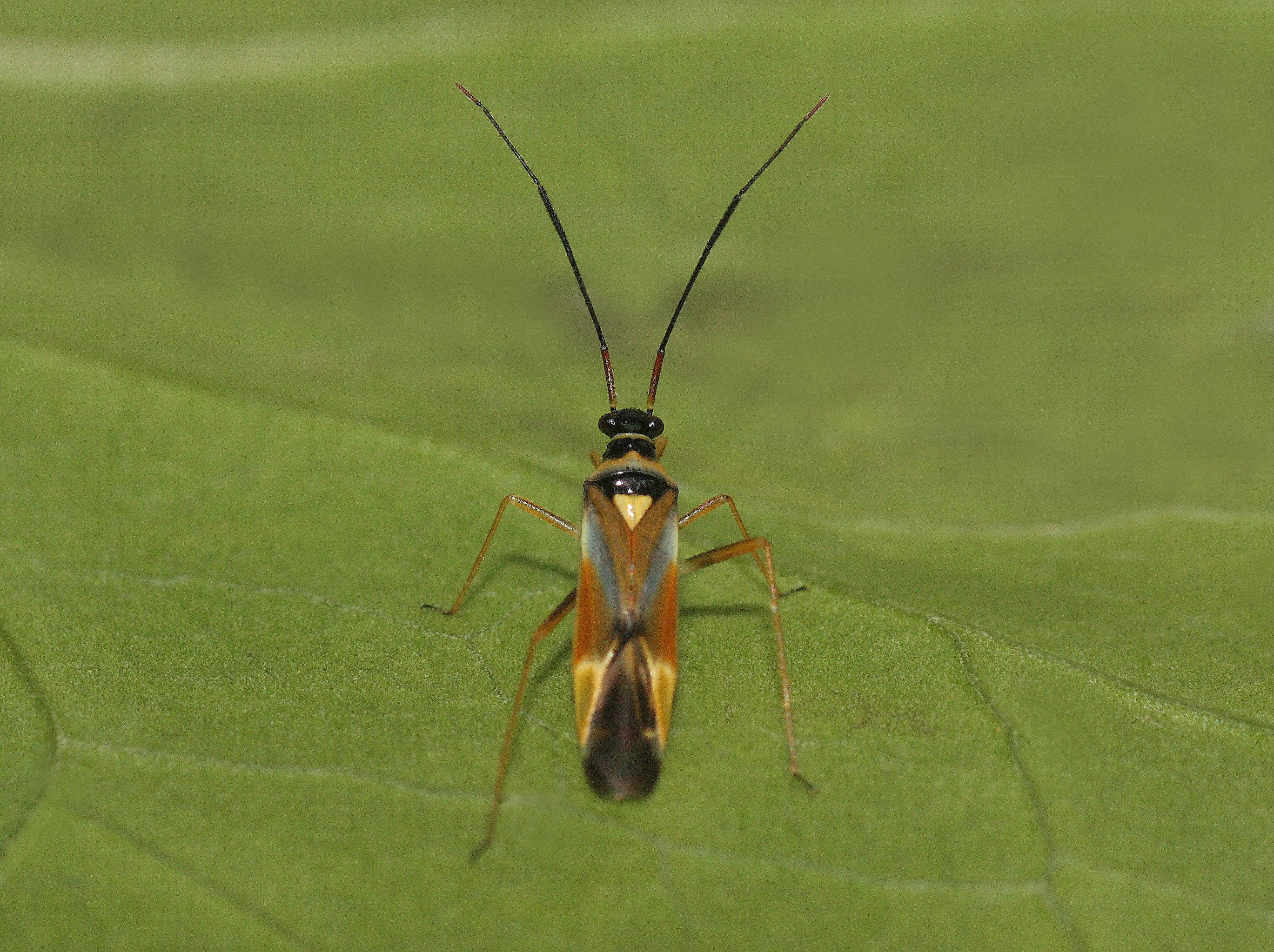Cyllecoris histrionius