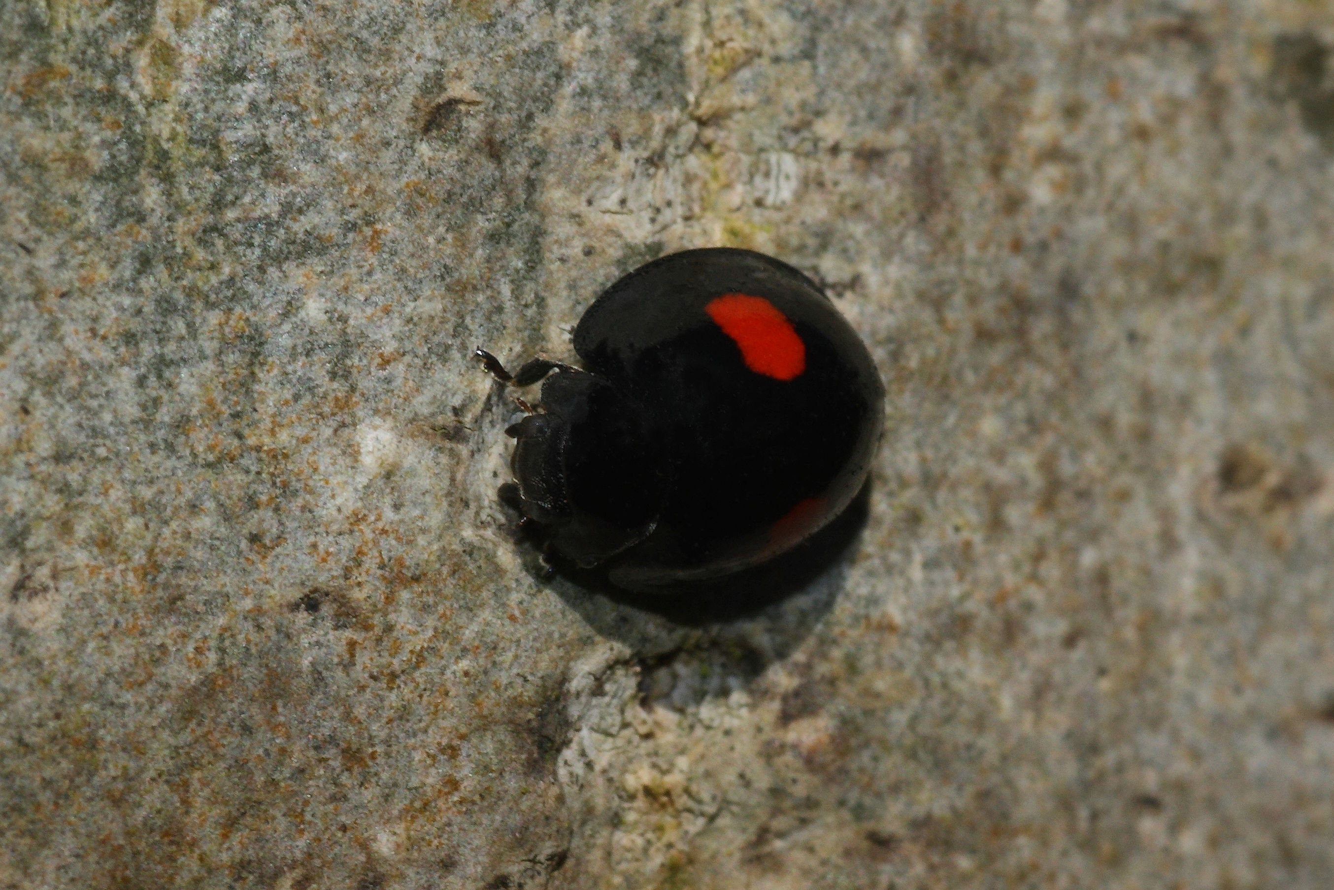 Kidney Spot Ladybird