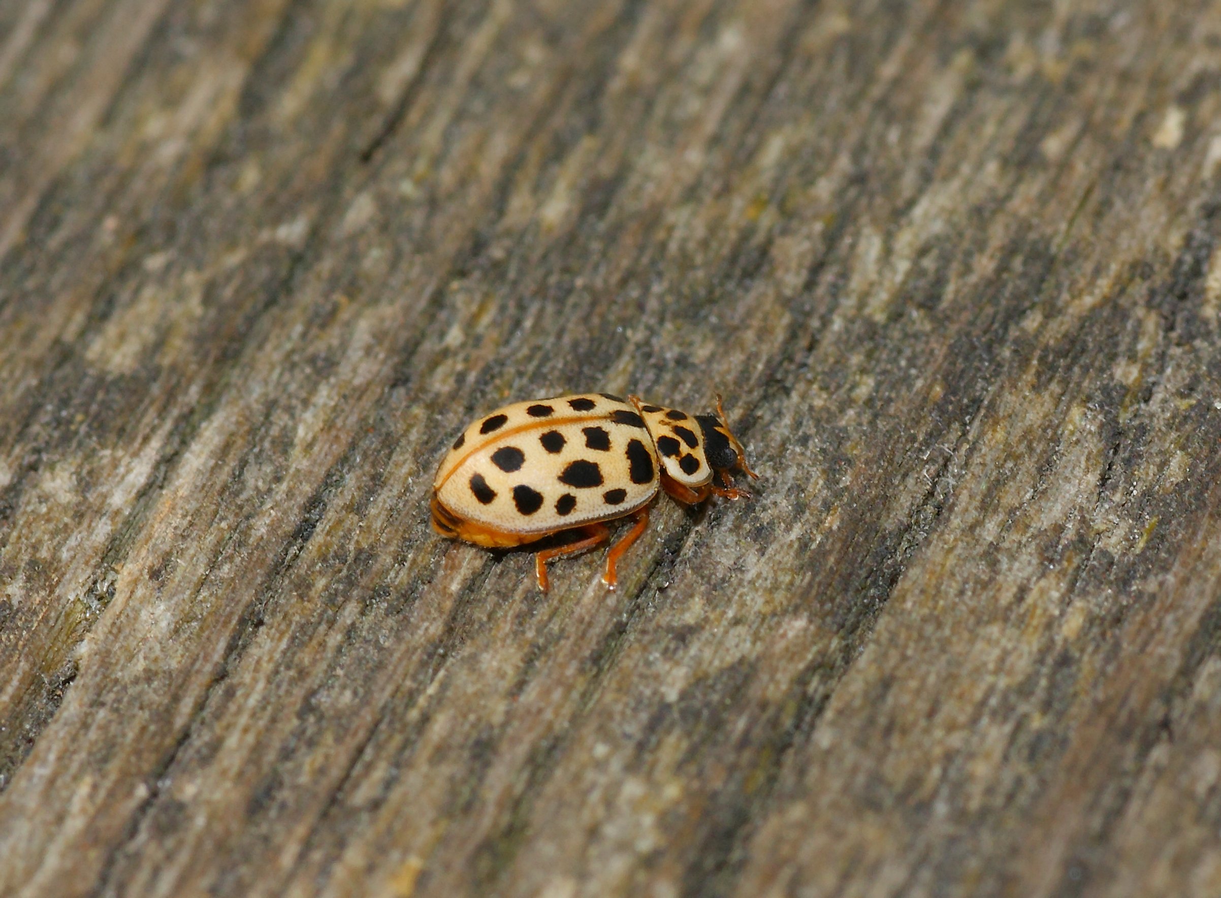 Water Ladybird