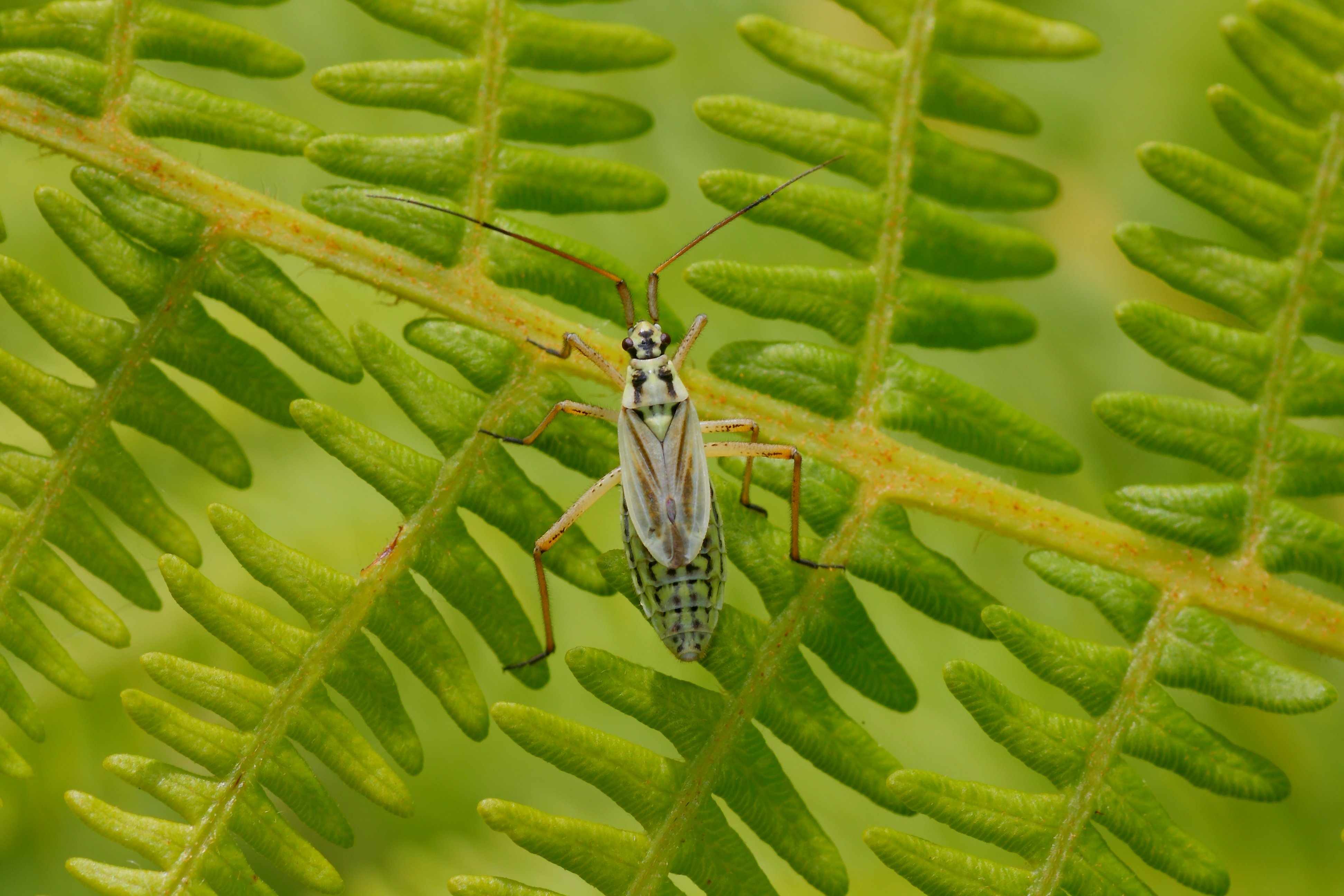 Leptoterna dolabrata