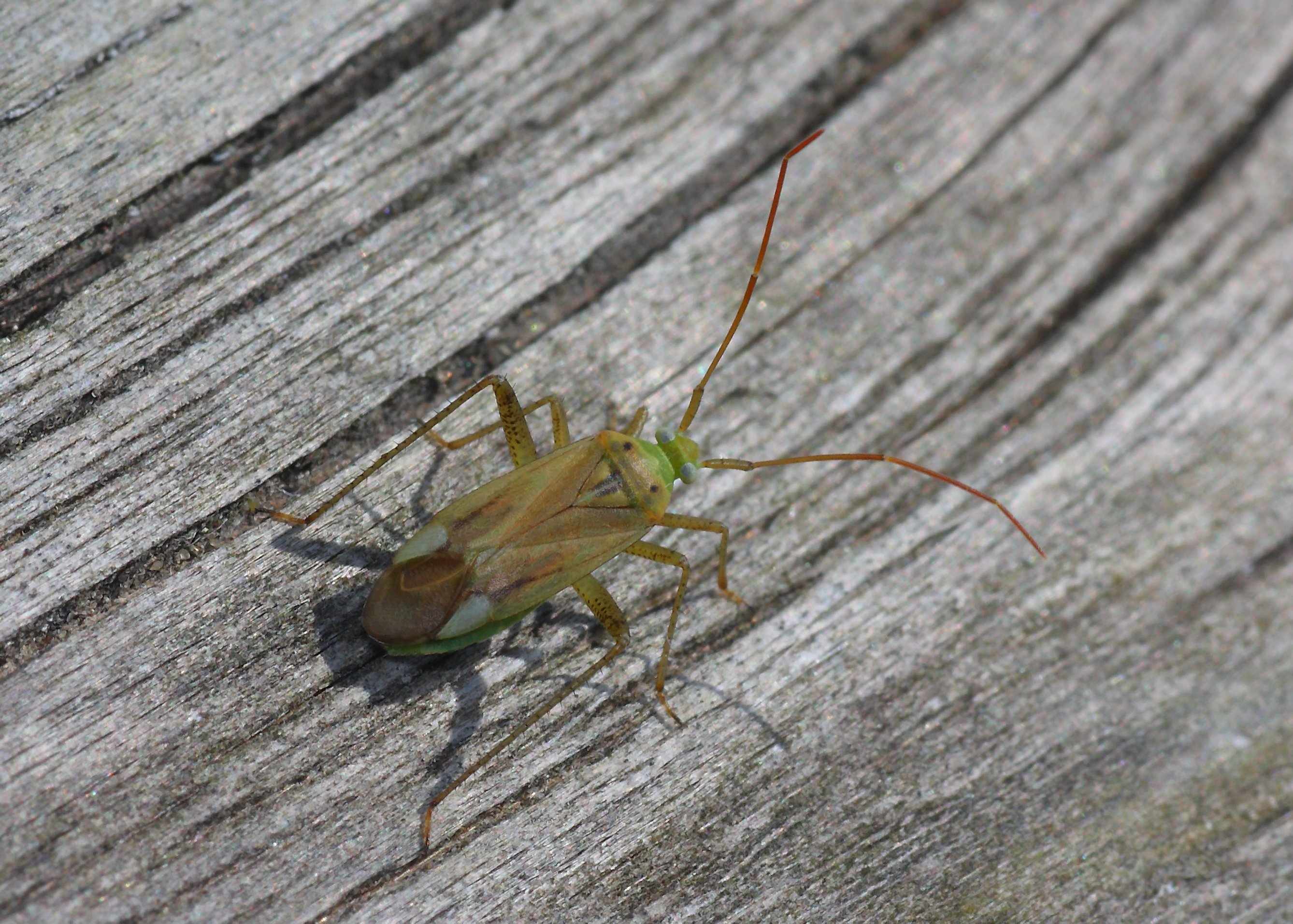 Adelphocoris lineolatus