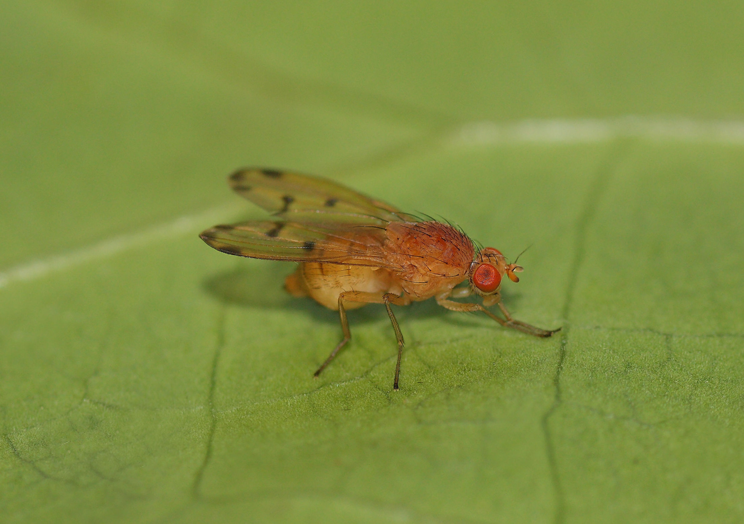 Meiosimyza decempunctata