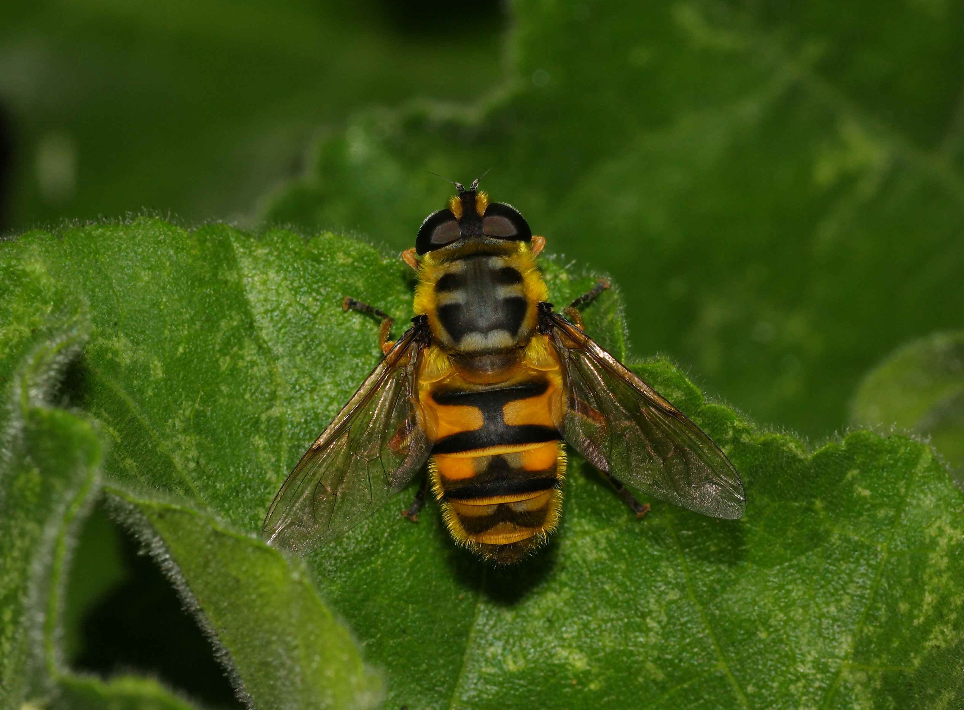 Myathropa florea