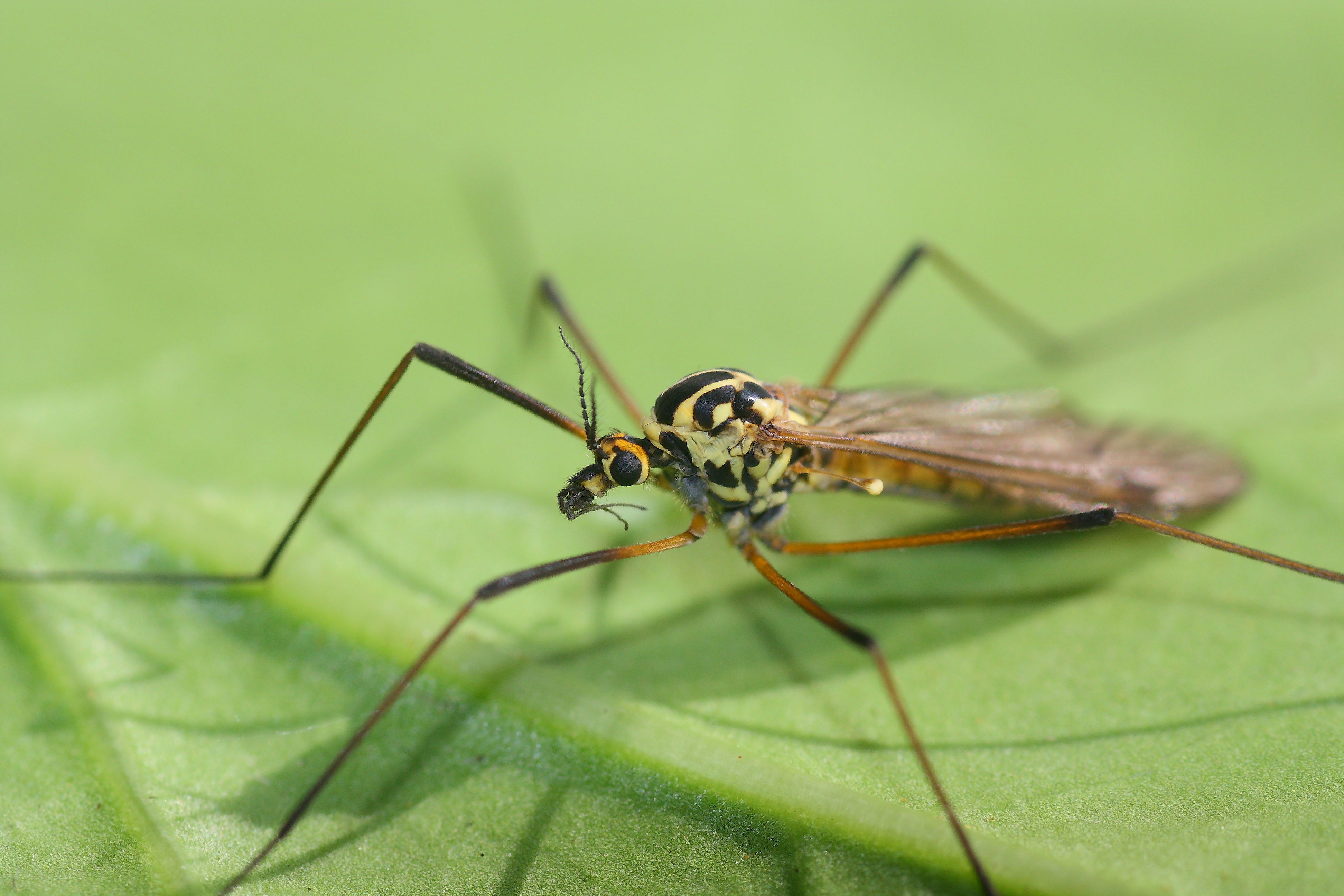 Nephrotoma appendiculata