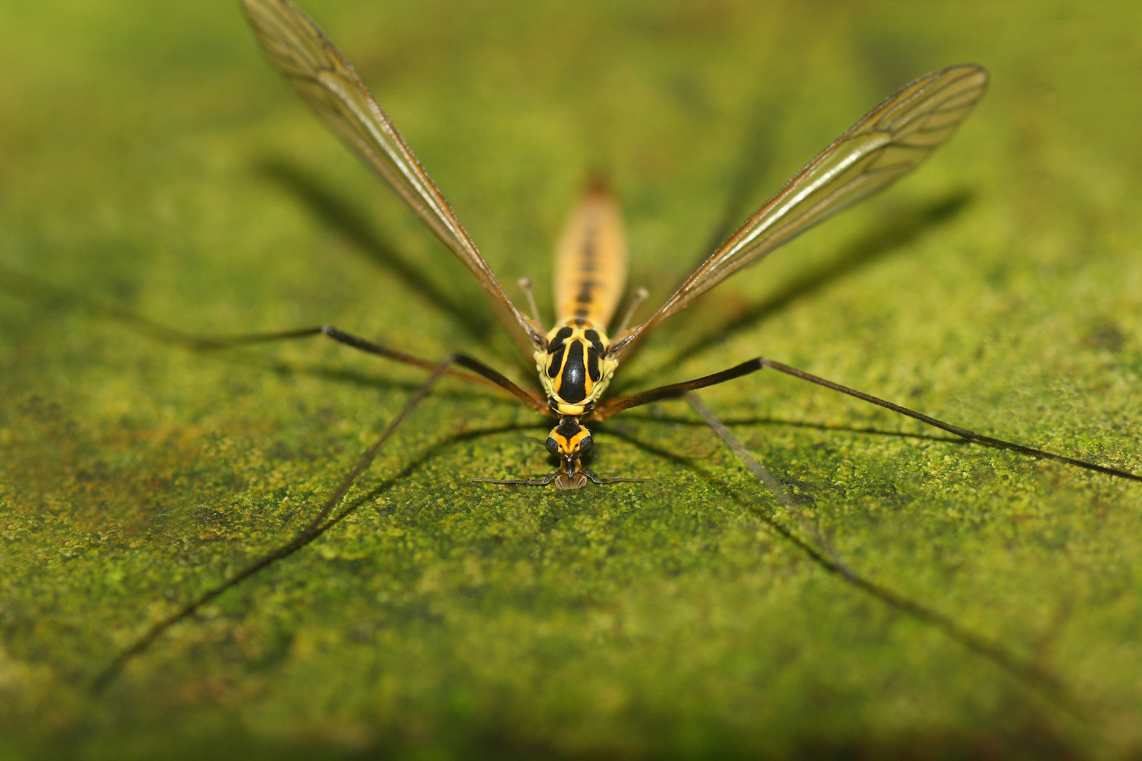 Nephrotoma flavescens