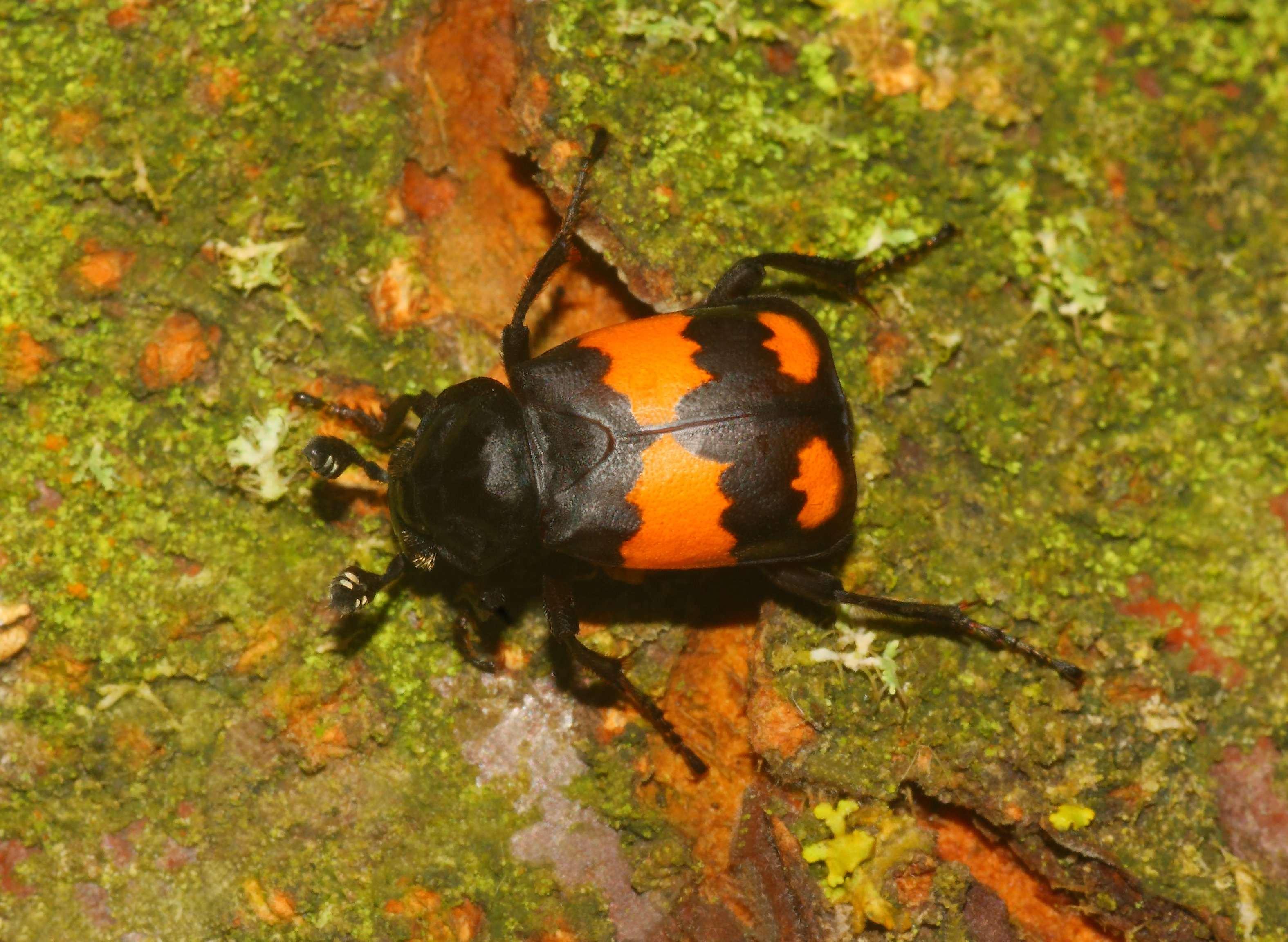 Nicrophorus vespilloides