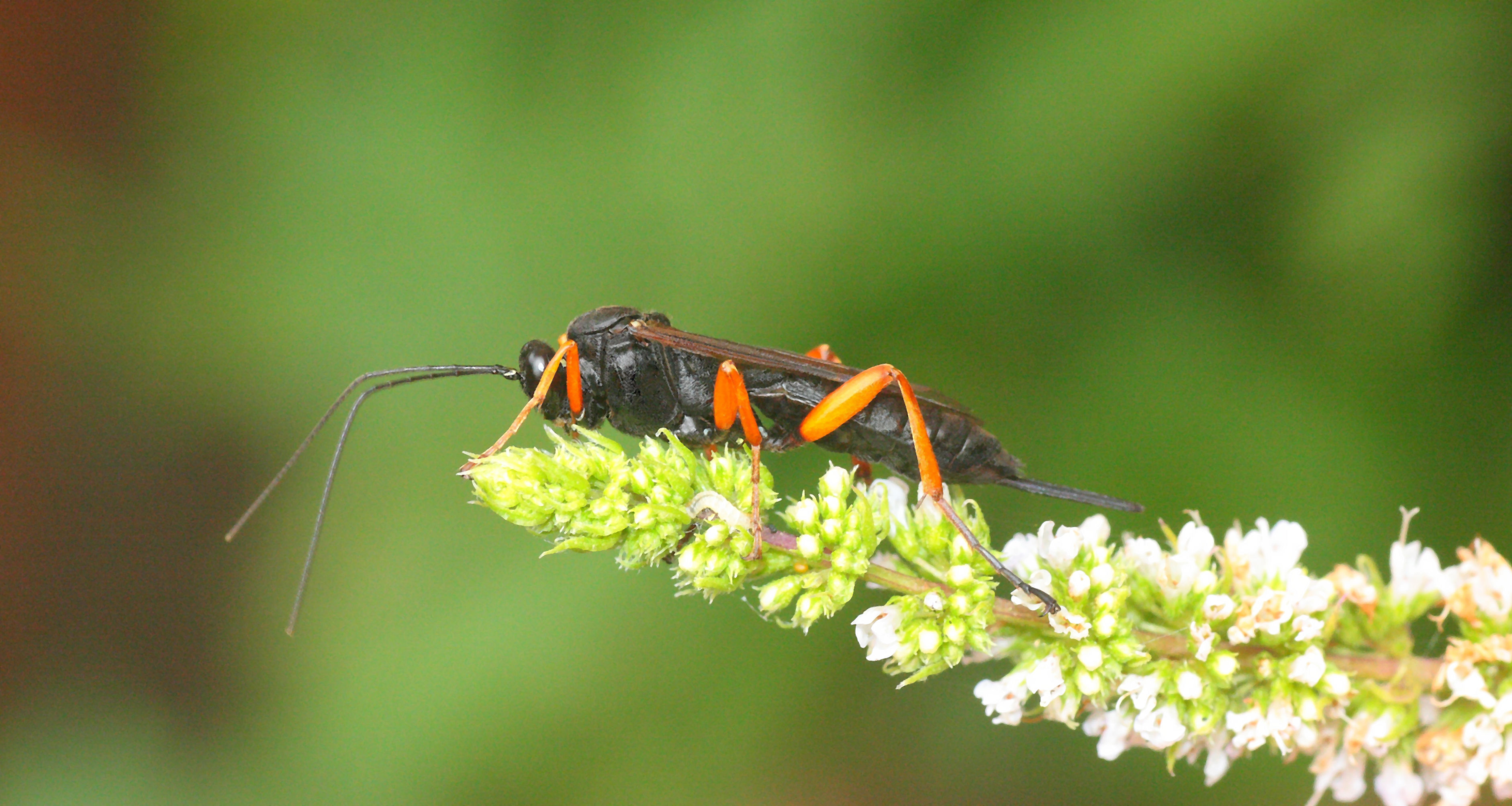 Pimpla rufipes