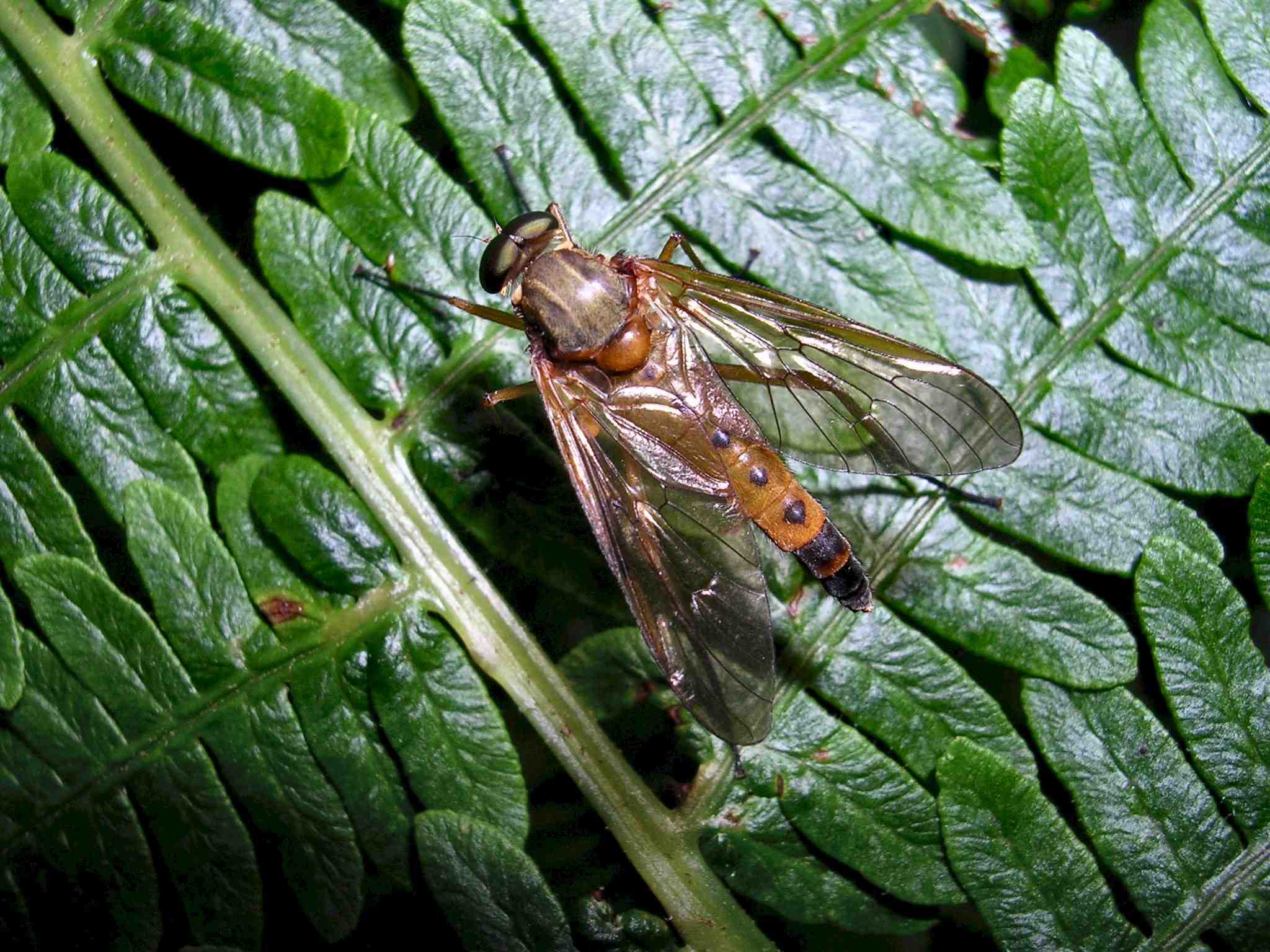 Rhagio tringarius