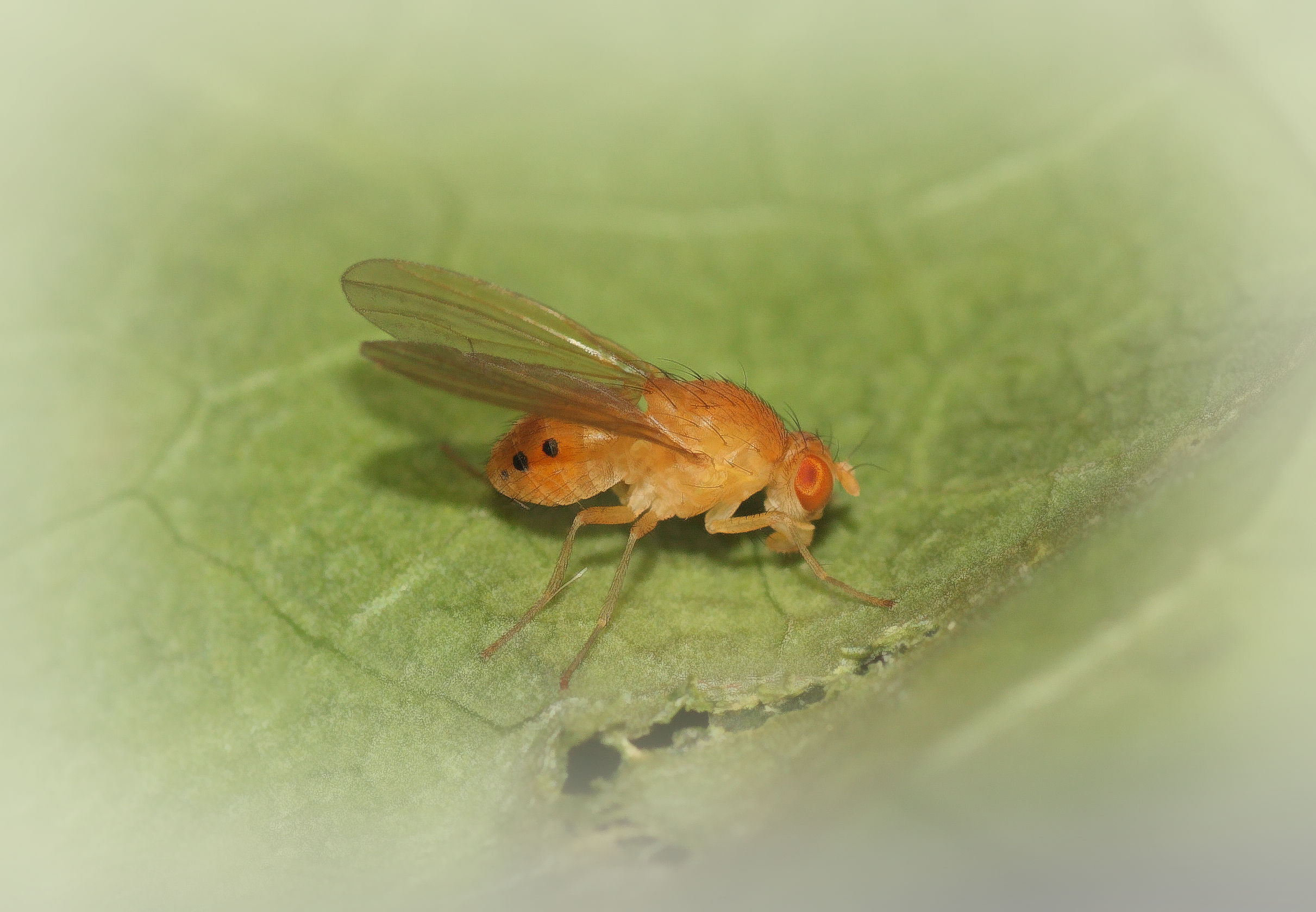 Sapromyza sexpunctata