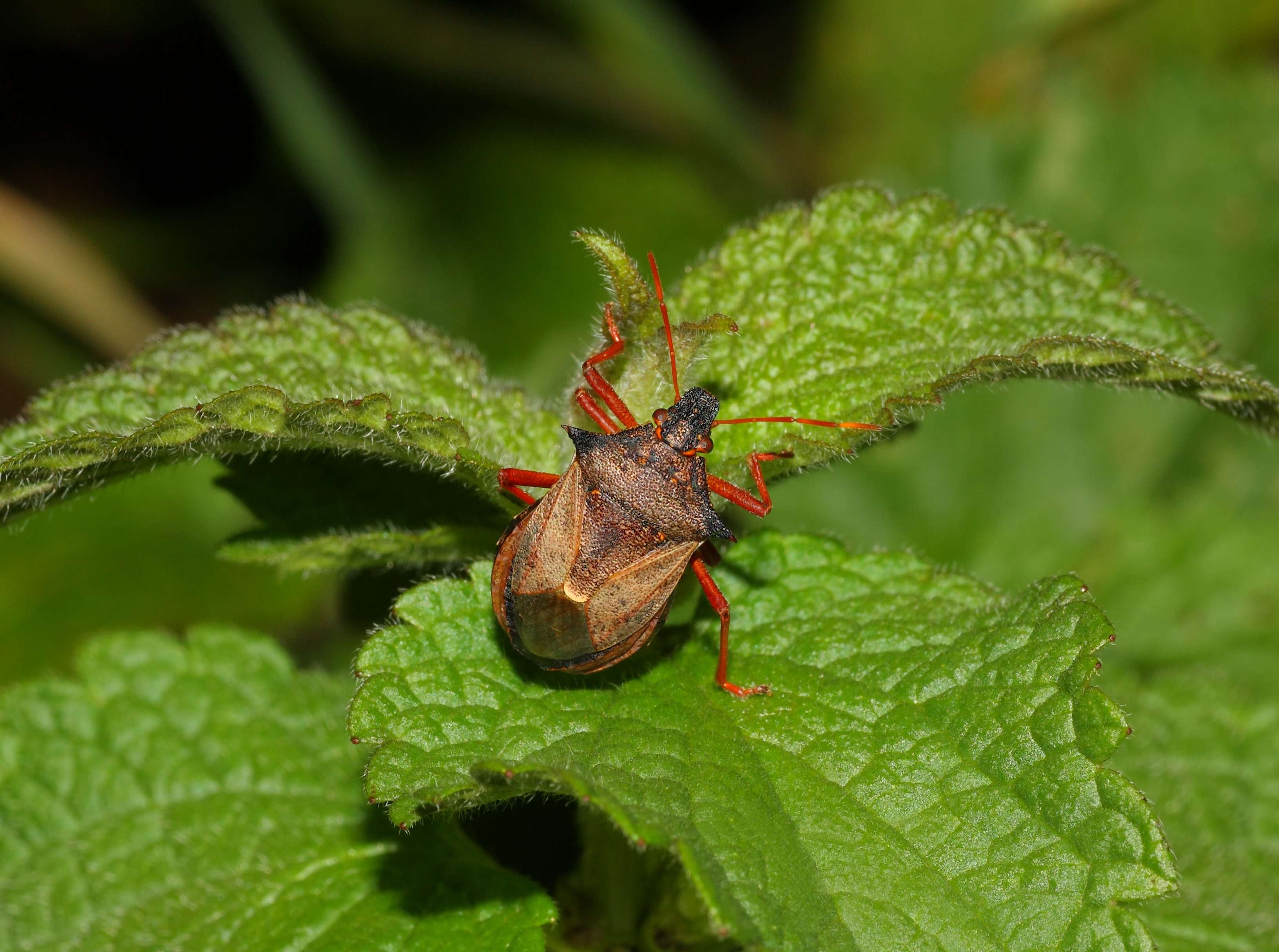 Spiked Shieldbug