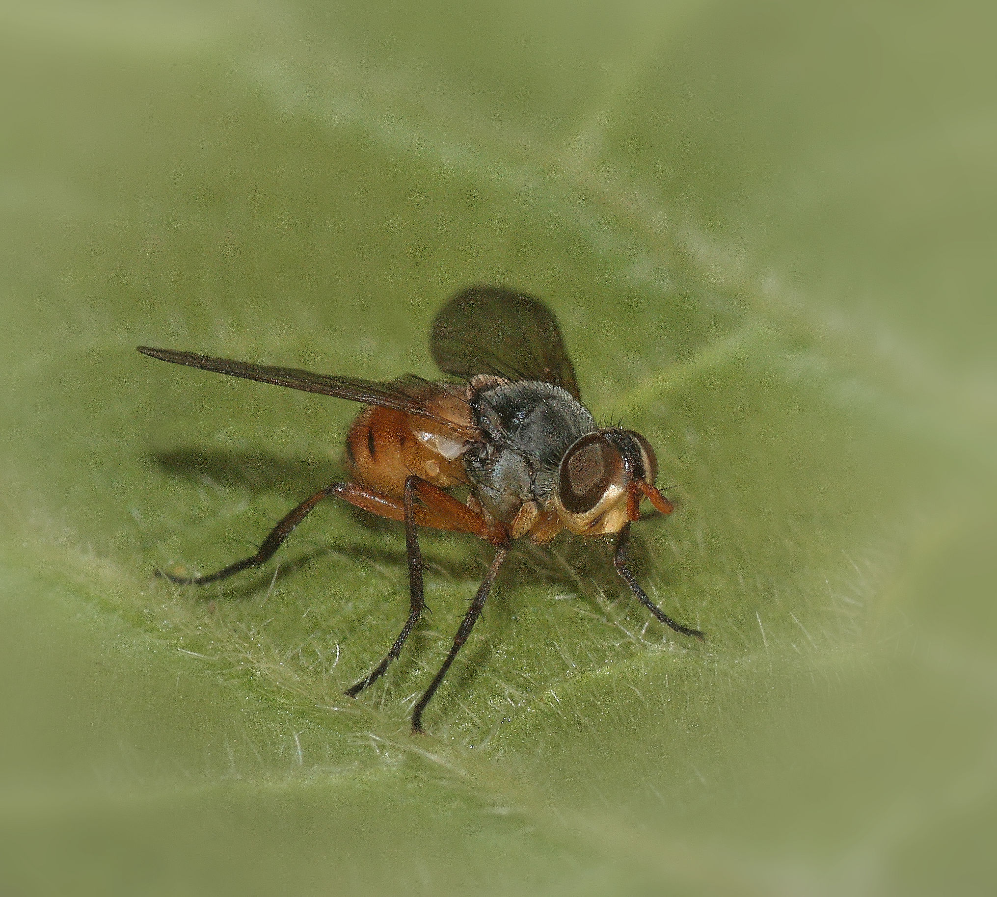 Insect Gallery 10