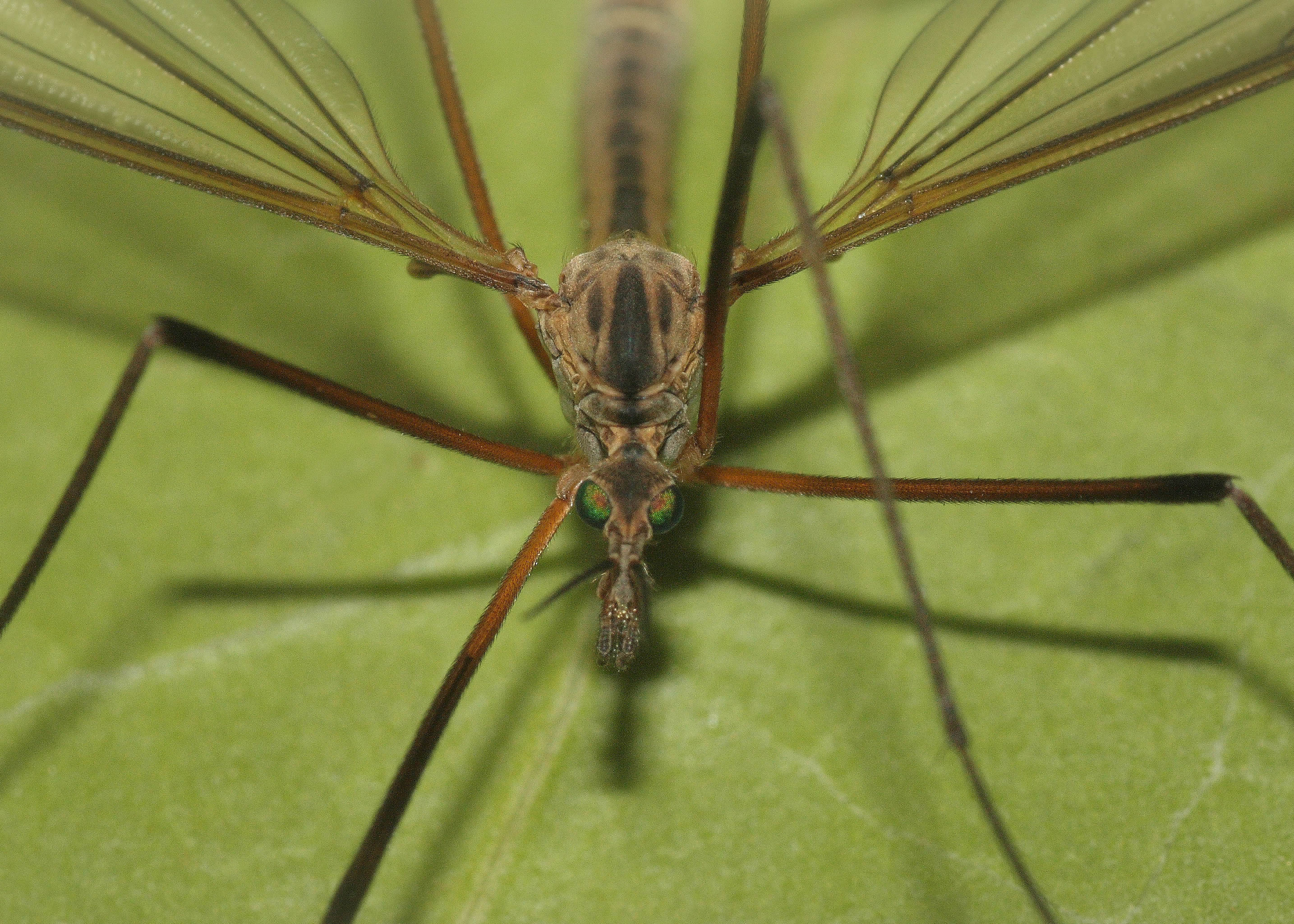 Insect Gallery 11
