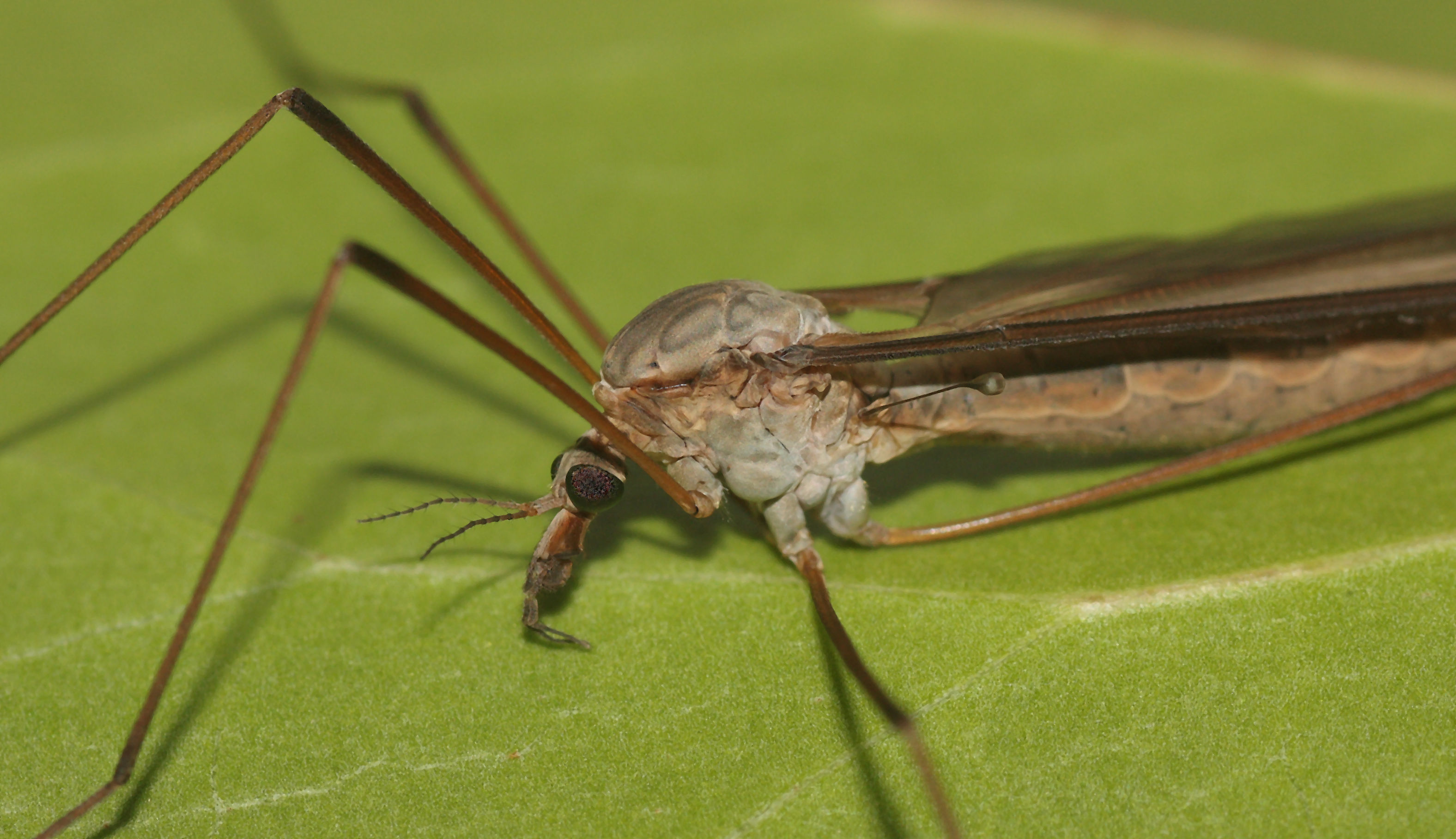Tipula oleracea
