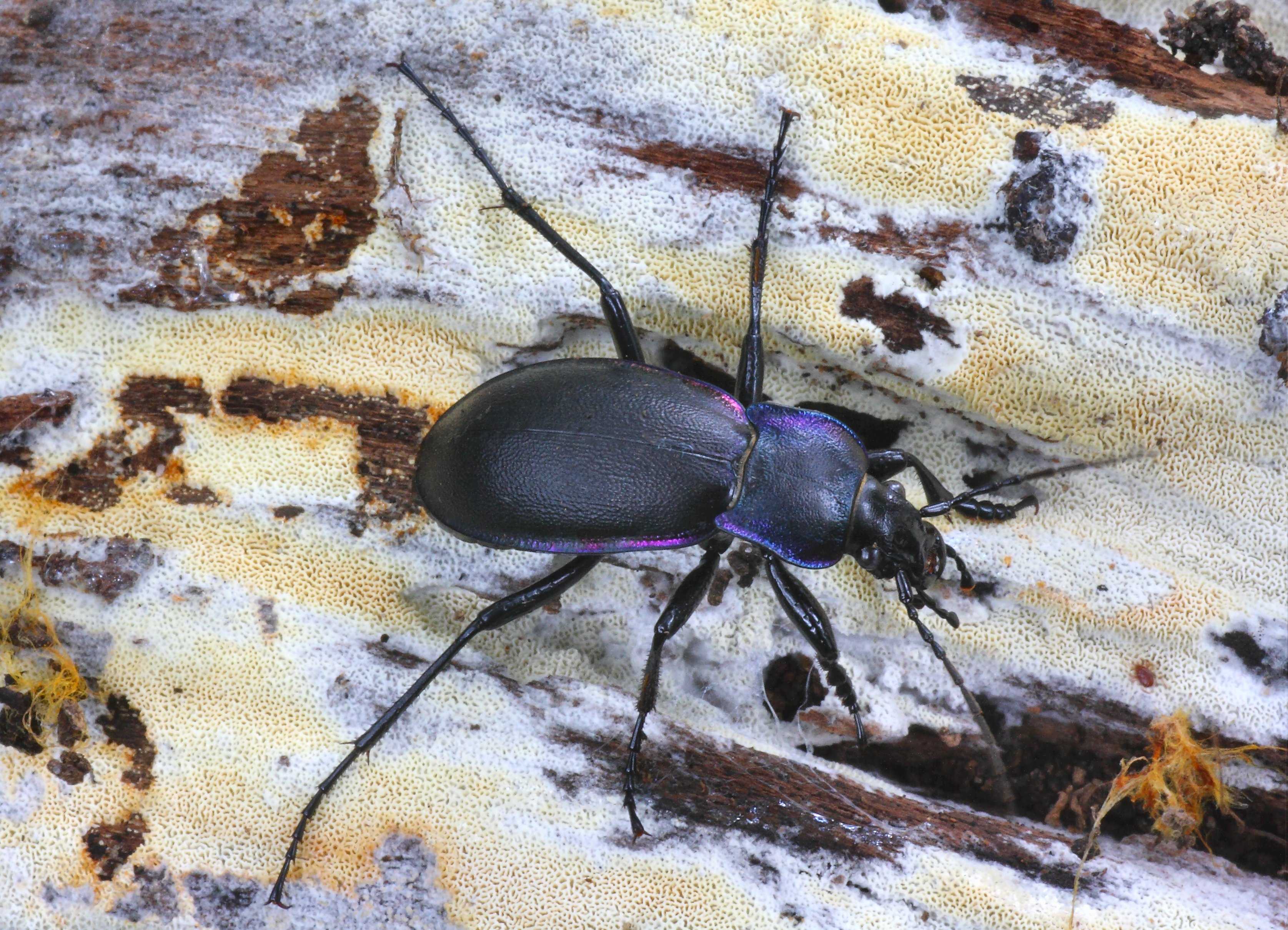 Violet Ground Beetle