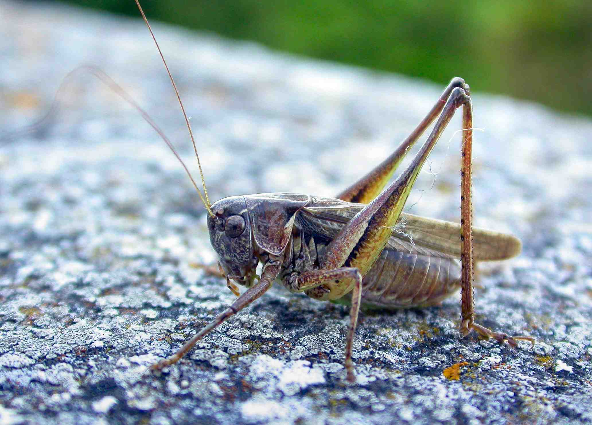 Grey Bush Cricket