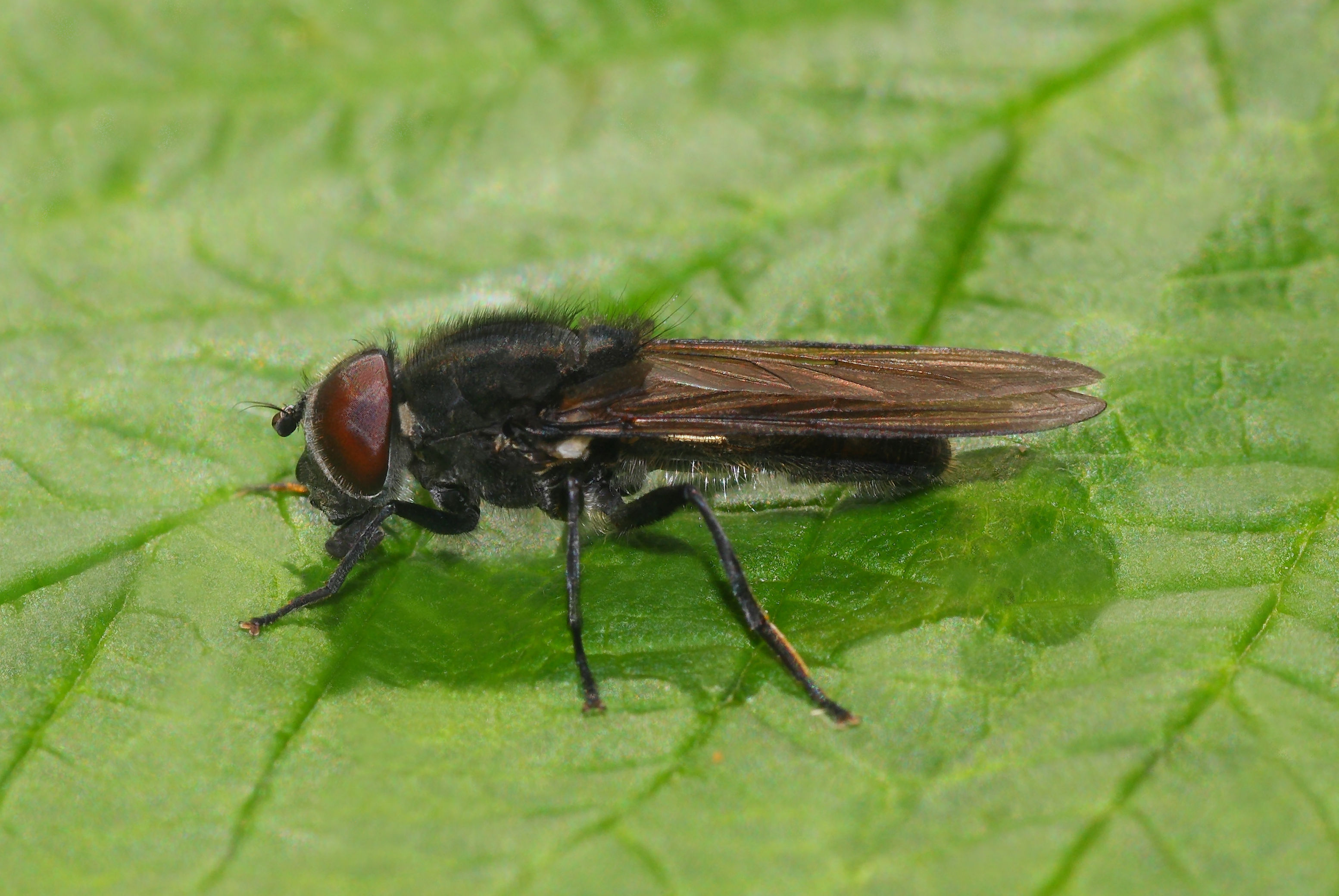 Cheilosia variabilis
