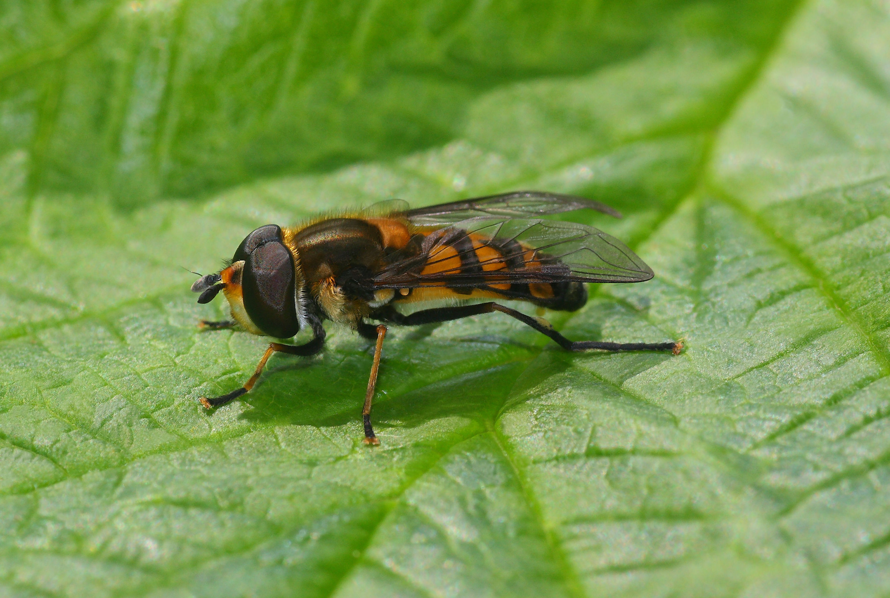 Didea fasciata
