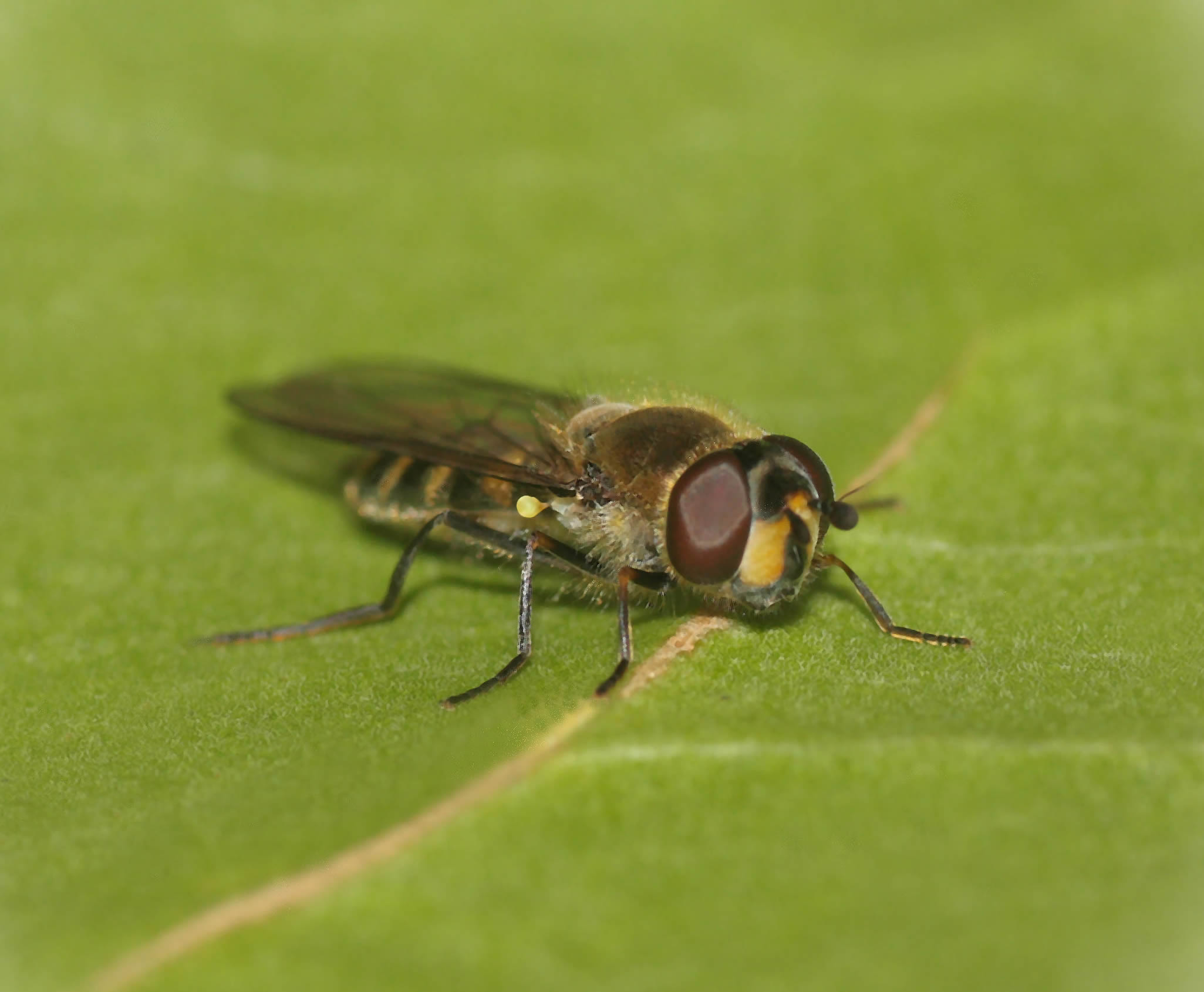 Hoverfly Gallery