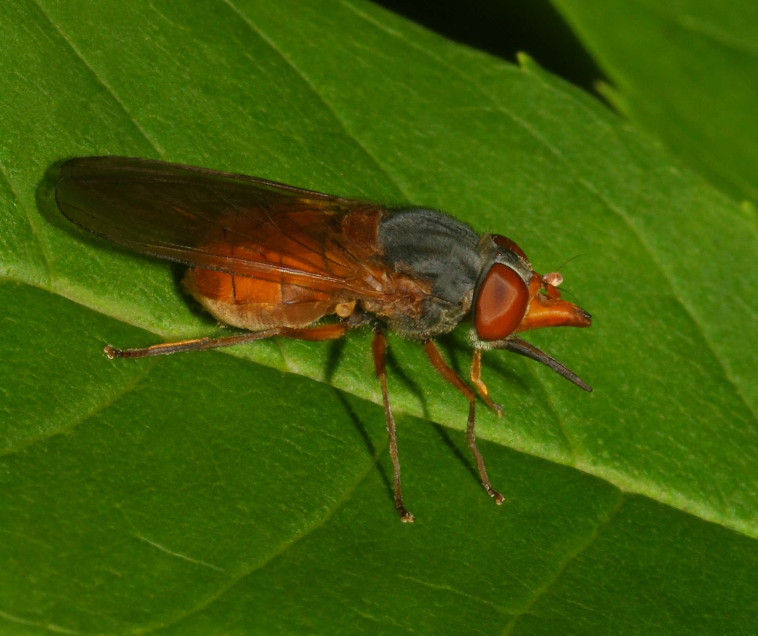 Rhingia rostrata