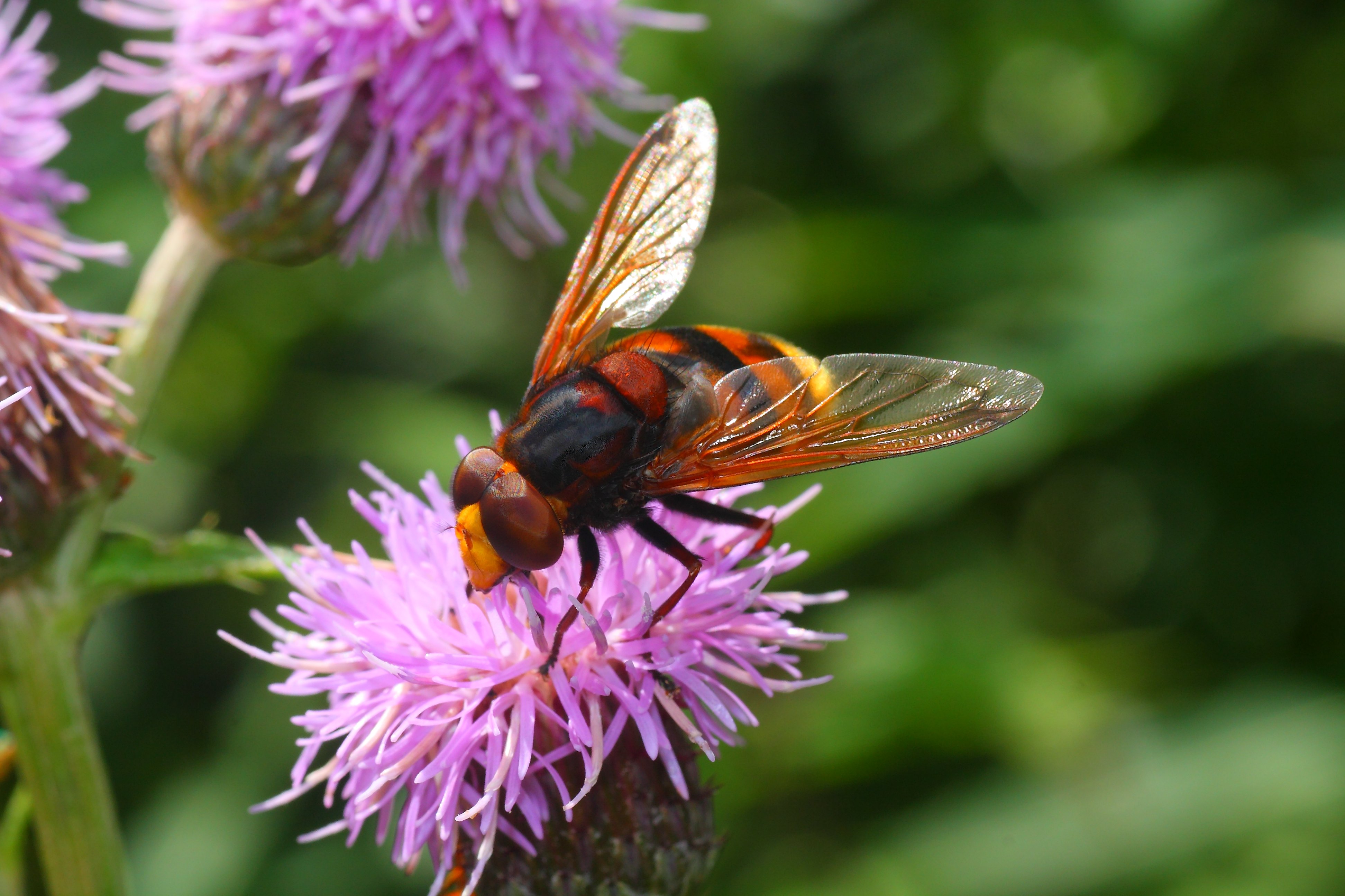 Volucella zonaria