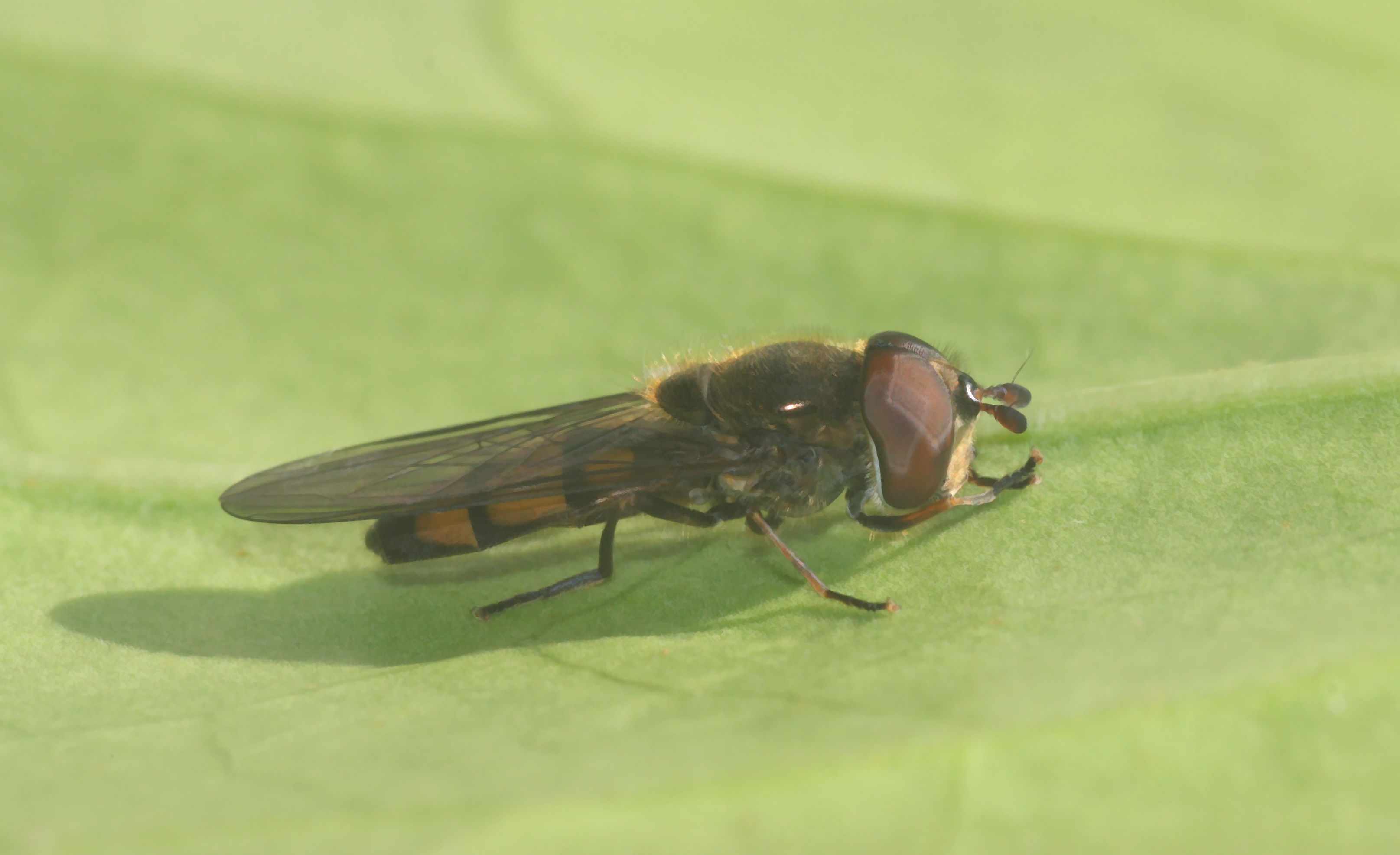 Xanthandrus comtus