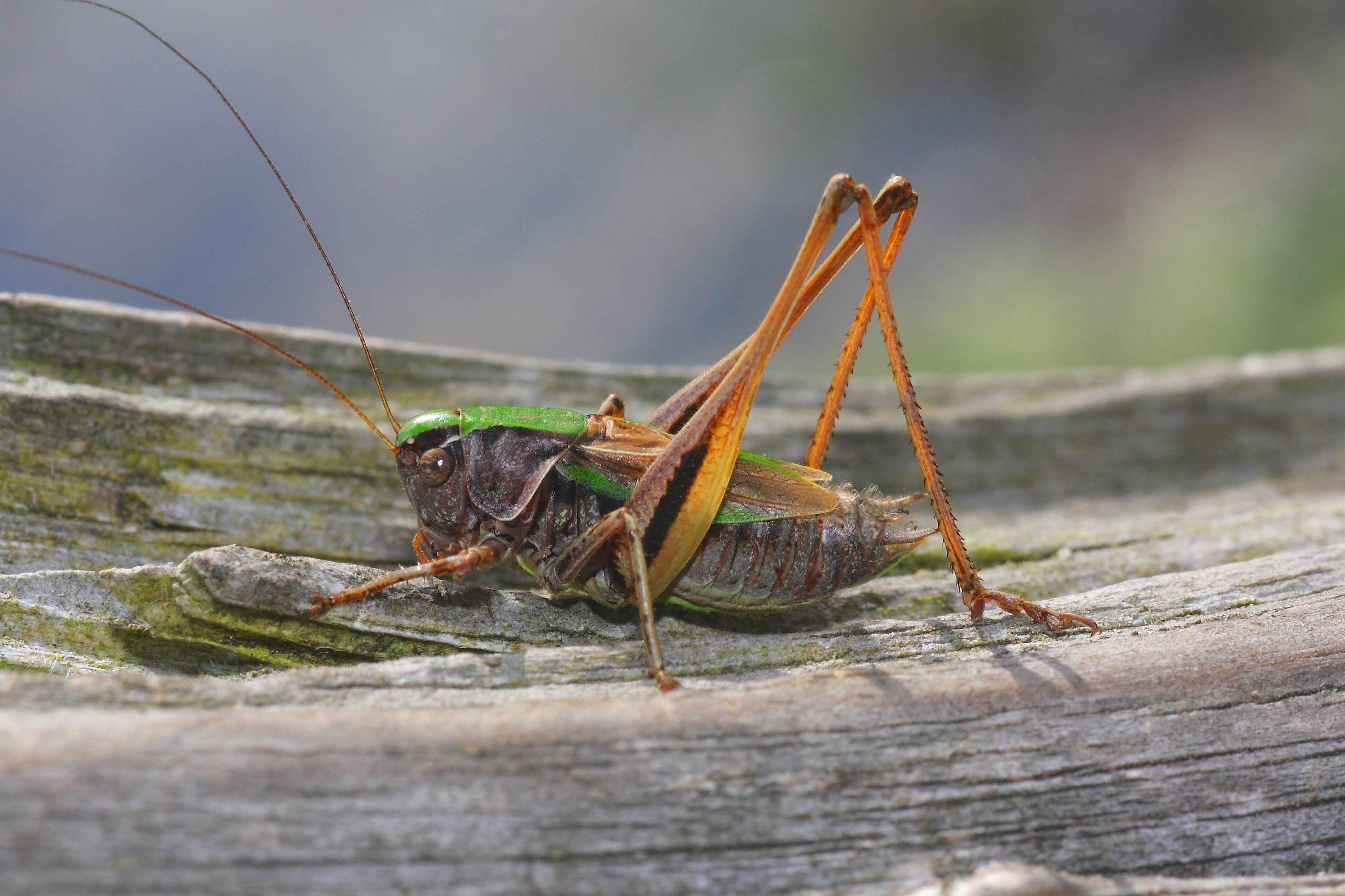 Bog Bush Cricket