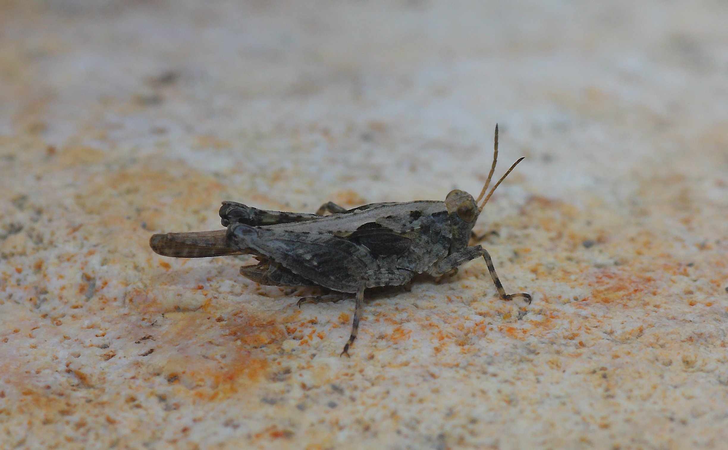 Cepero's Groundhopper