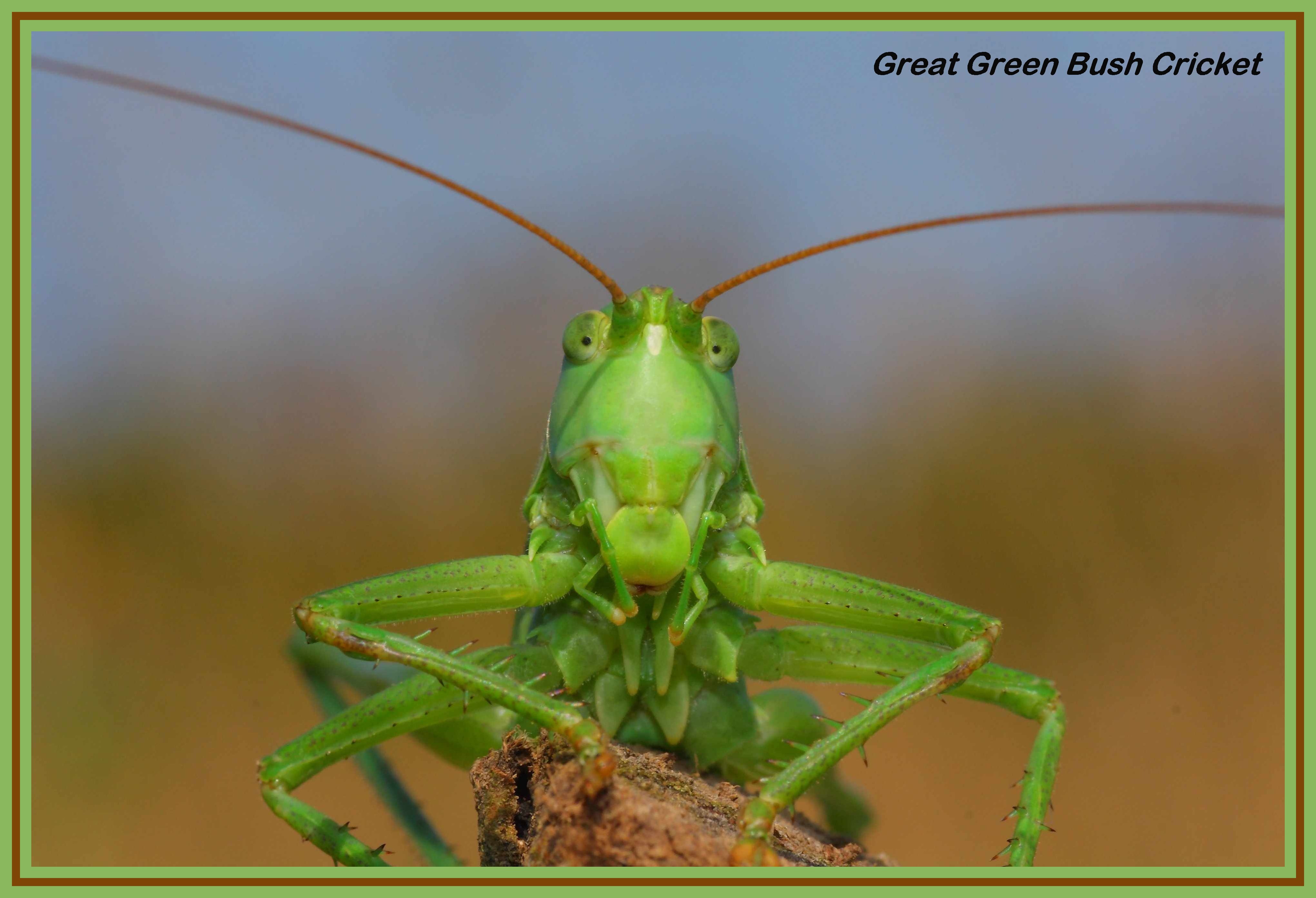 Orthoptera
