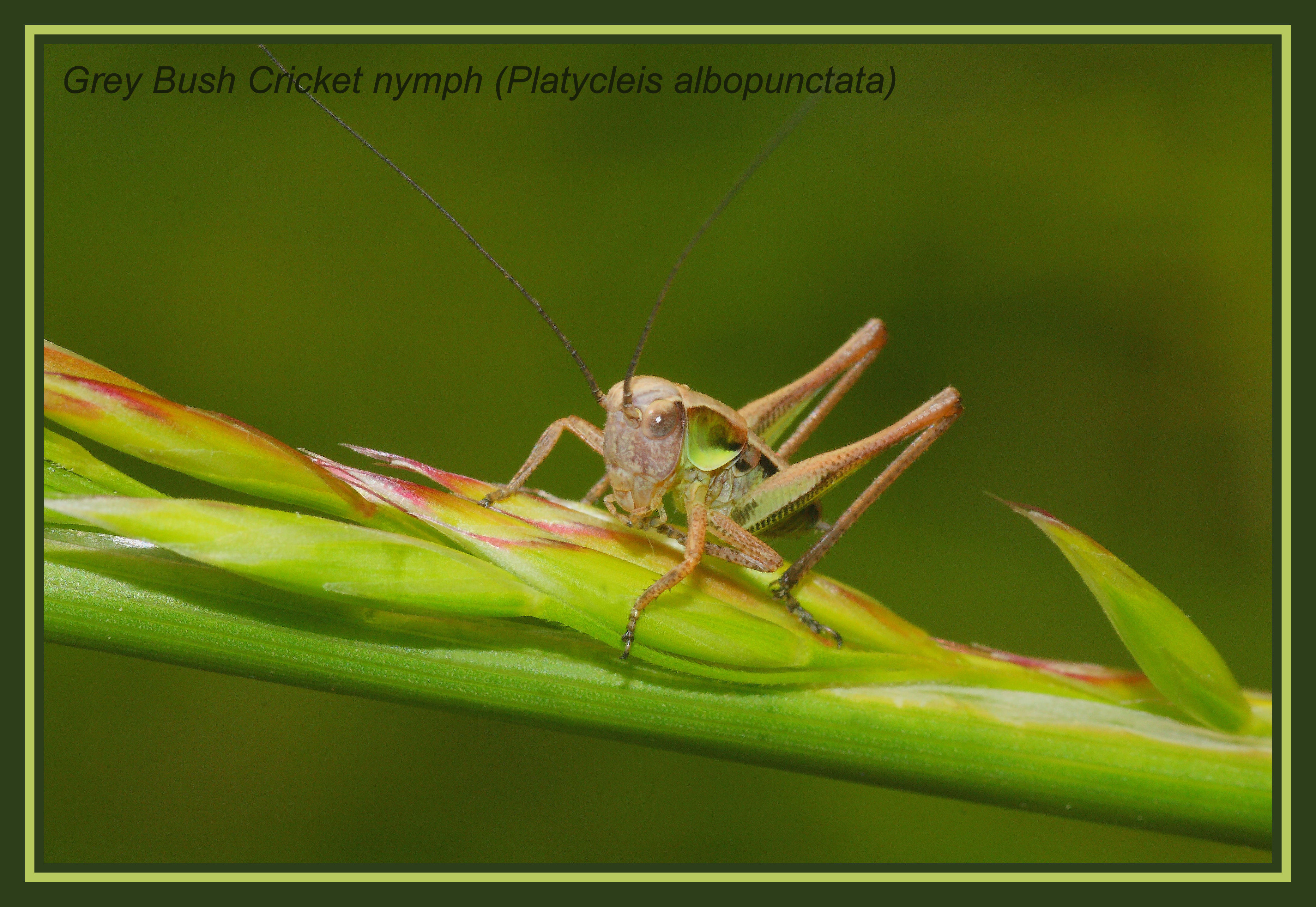 Orthoptera
