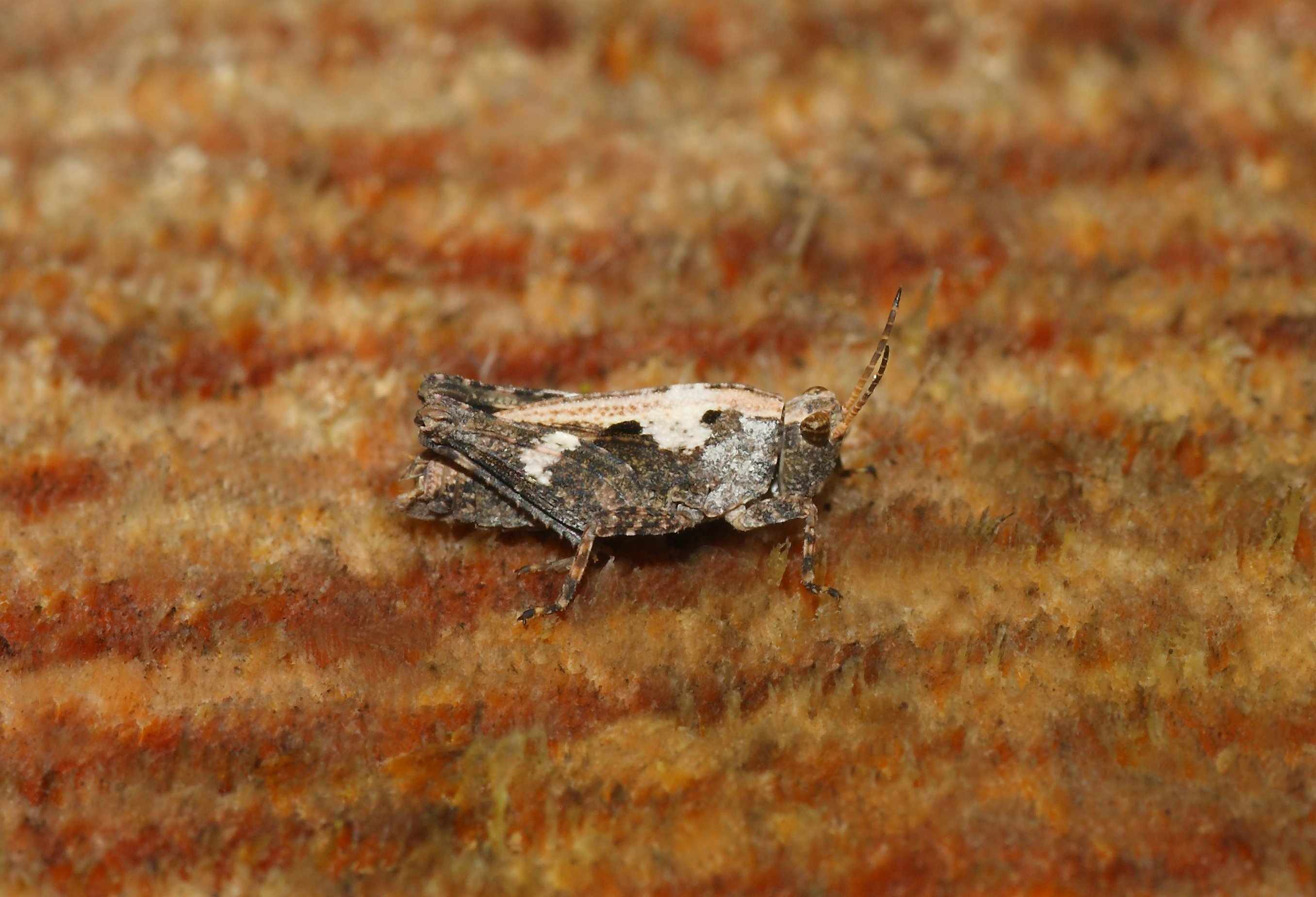Common Groundhopper