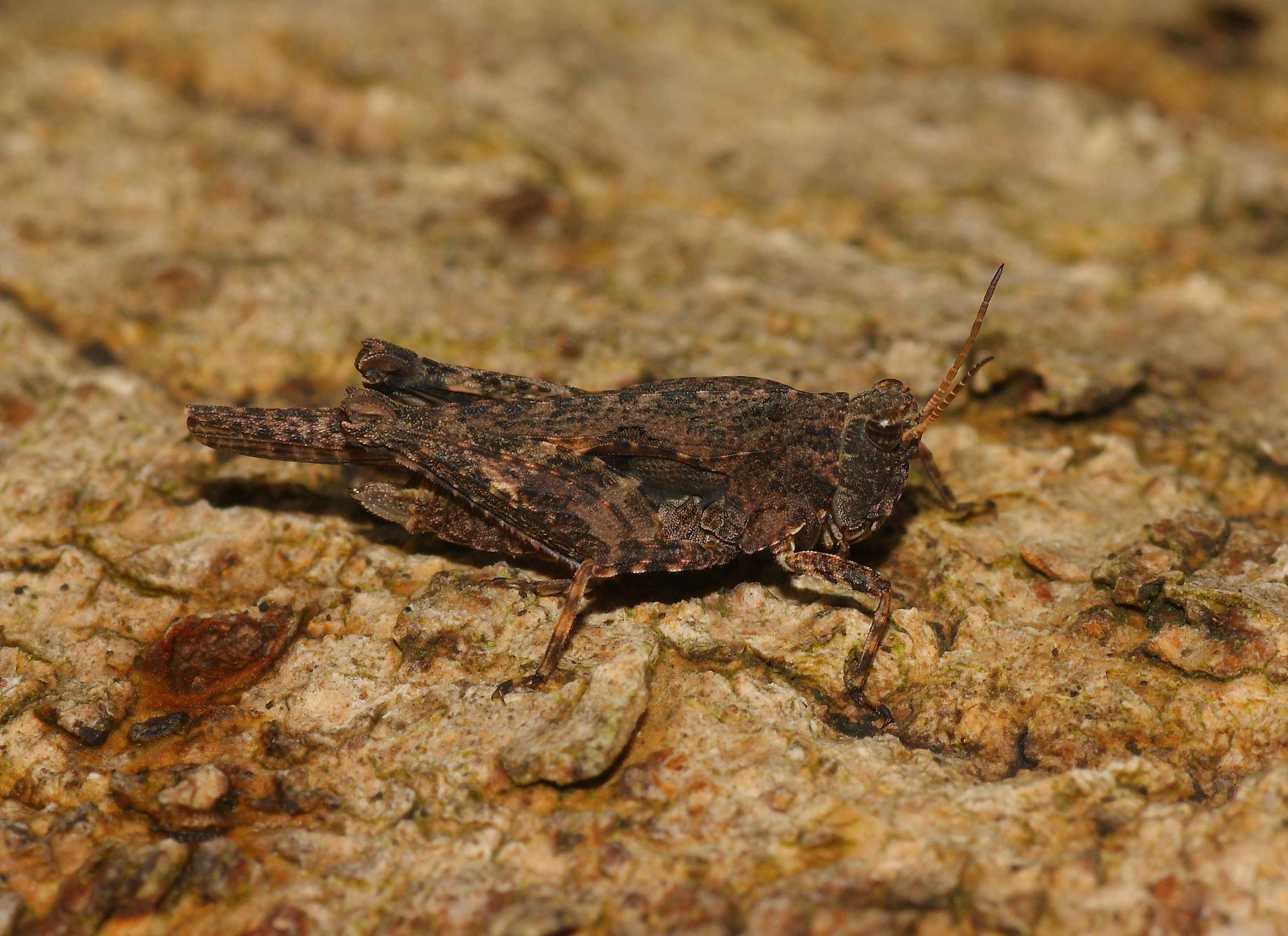 Slender Groundhopper