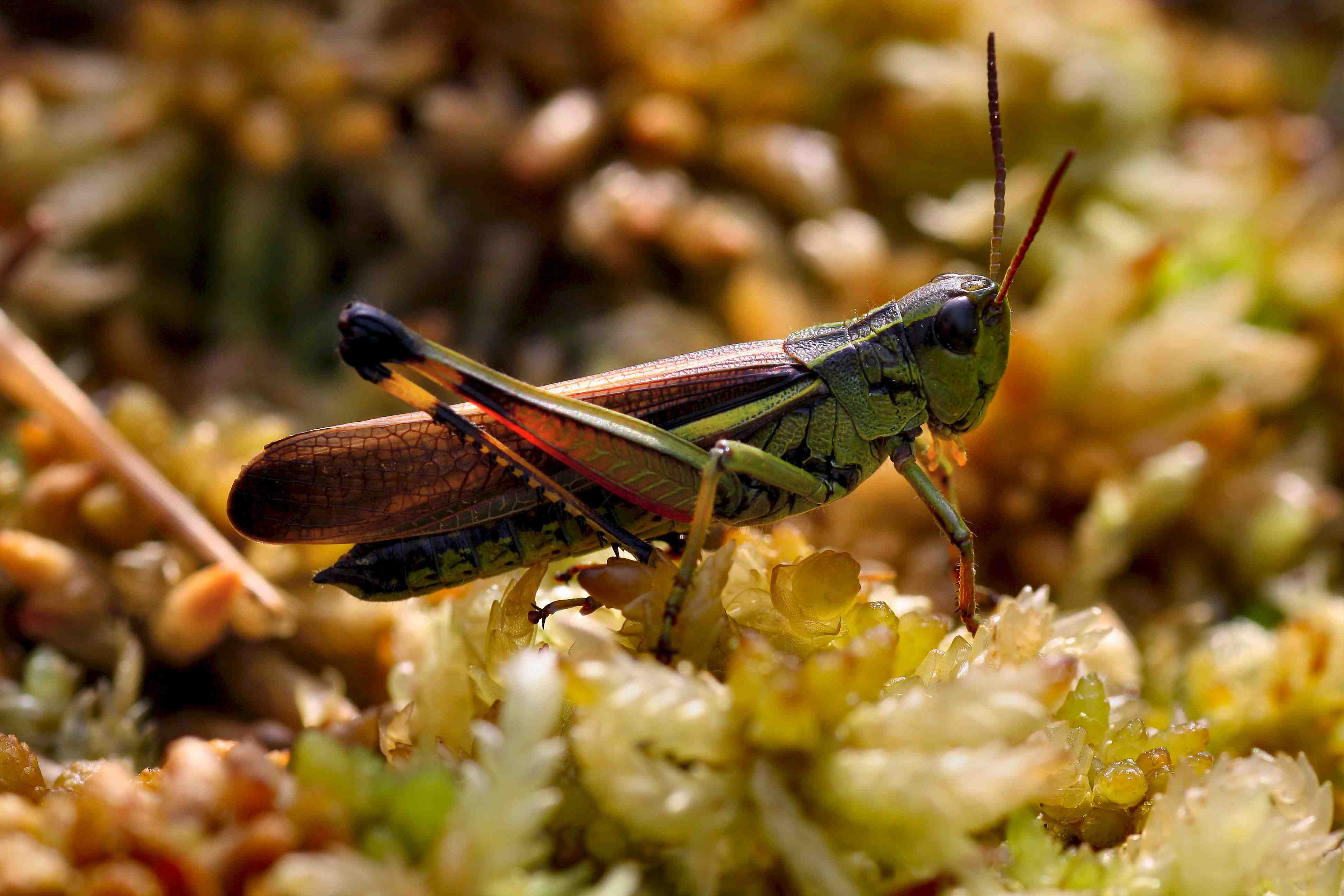 Large Marsh Grasshopper